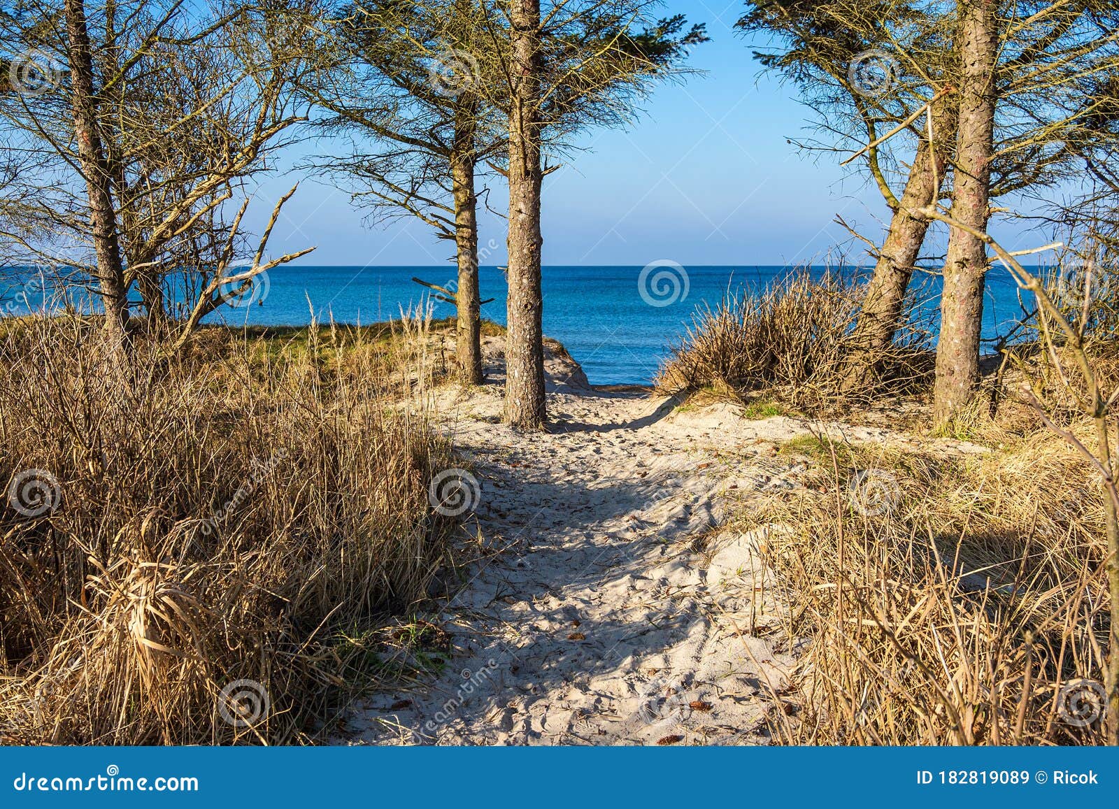 Trees on Shore of the Baltic Sea in Graal Mueritz, Germany Stock Image ...
