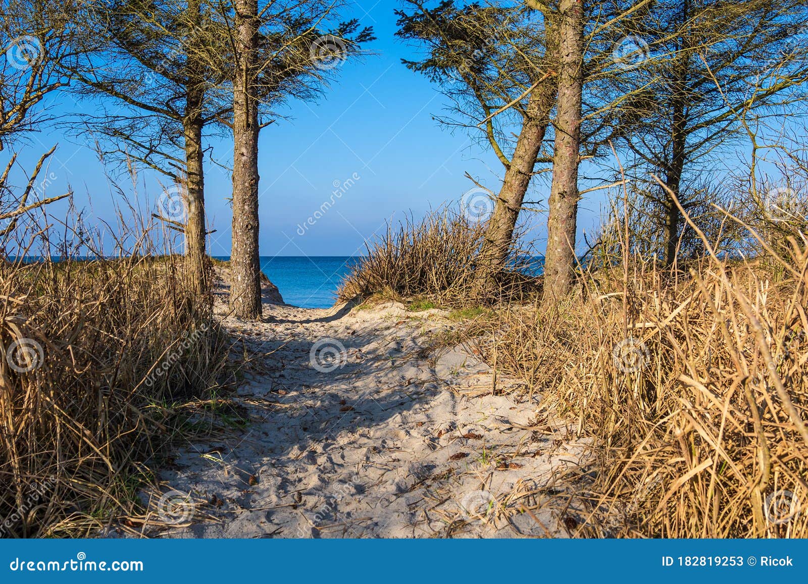 Trees on Shore of the Baltic Sea in Graal Mueritz, Germany Stock Image ...