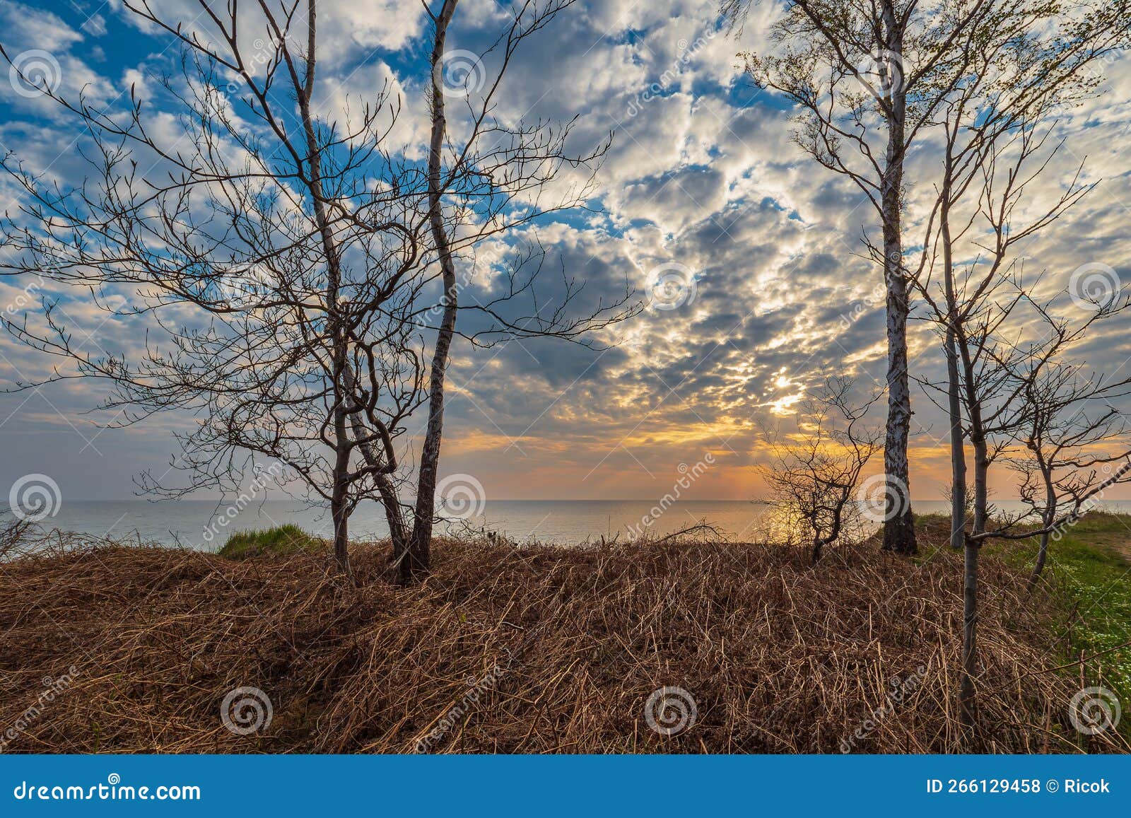 Trees on Shore of the Baltic Sea in Graal Mueritz, Germany Stock Photo ...
