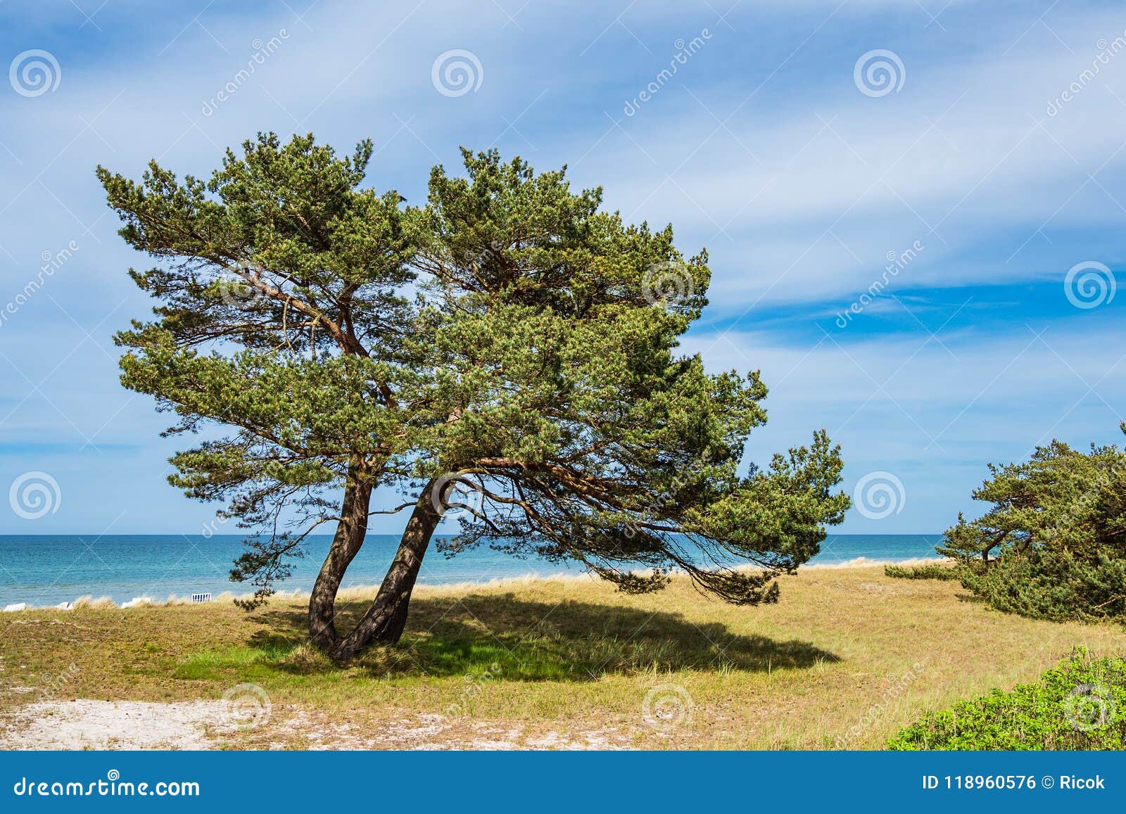 Trees on Shore of the Baltic Sea Stock Photo - Image of fischland ...