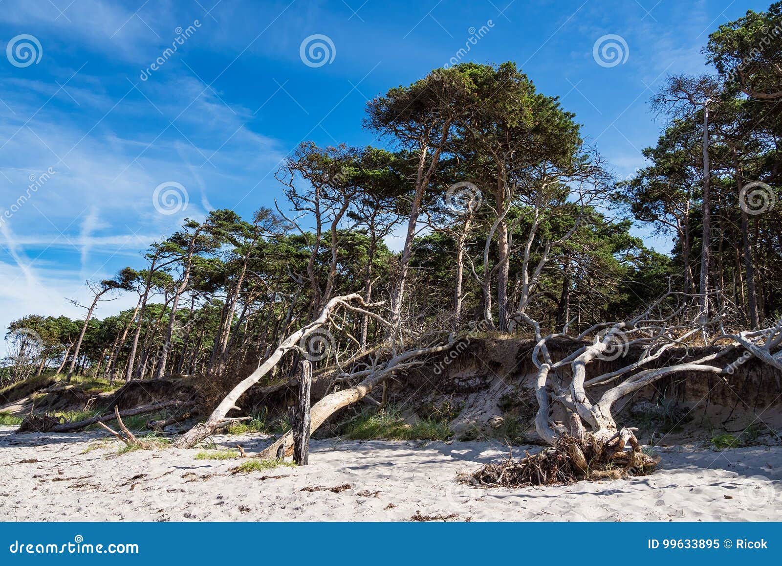 Trees on Shore of the Baltic Sea Stock Image - Image of forest ...