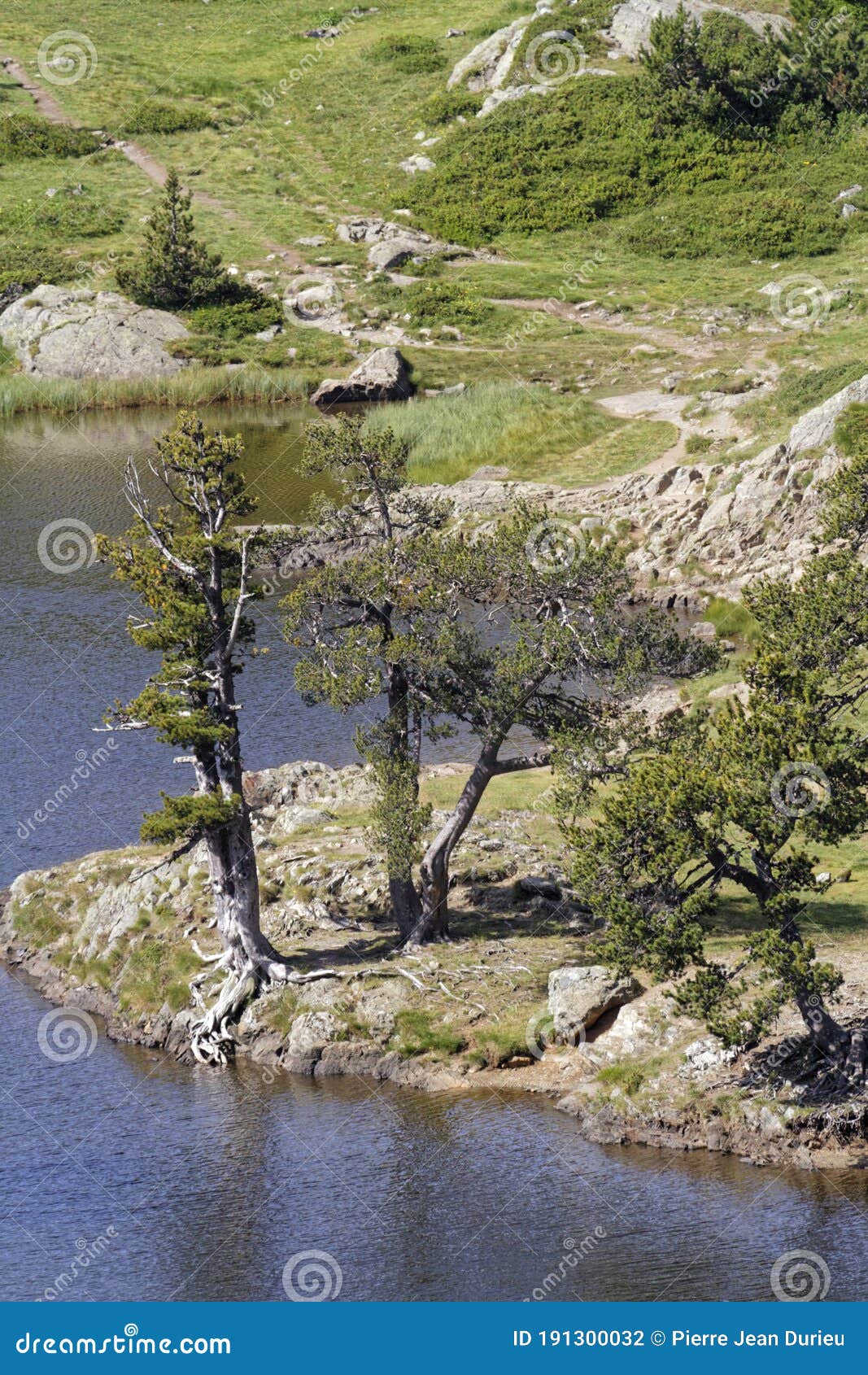 Trees on the Shore of Lac Achard Stock Photo - Image of alps, summer ...