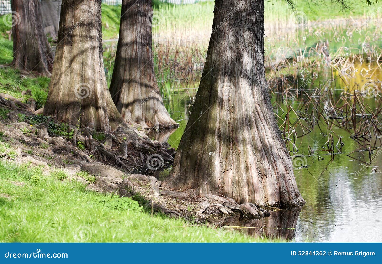 Trees at Shore - RAW Format Stock Photo - Image of sunny, bark: 52844362