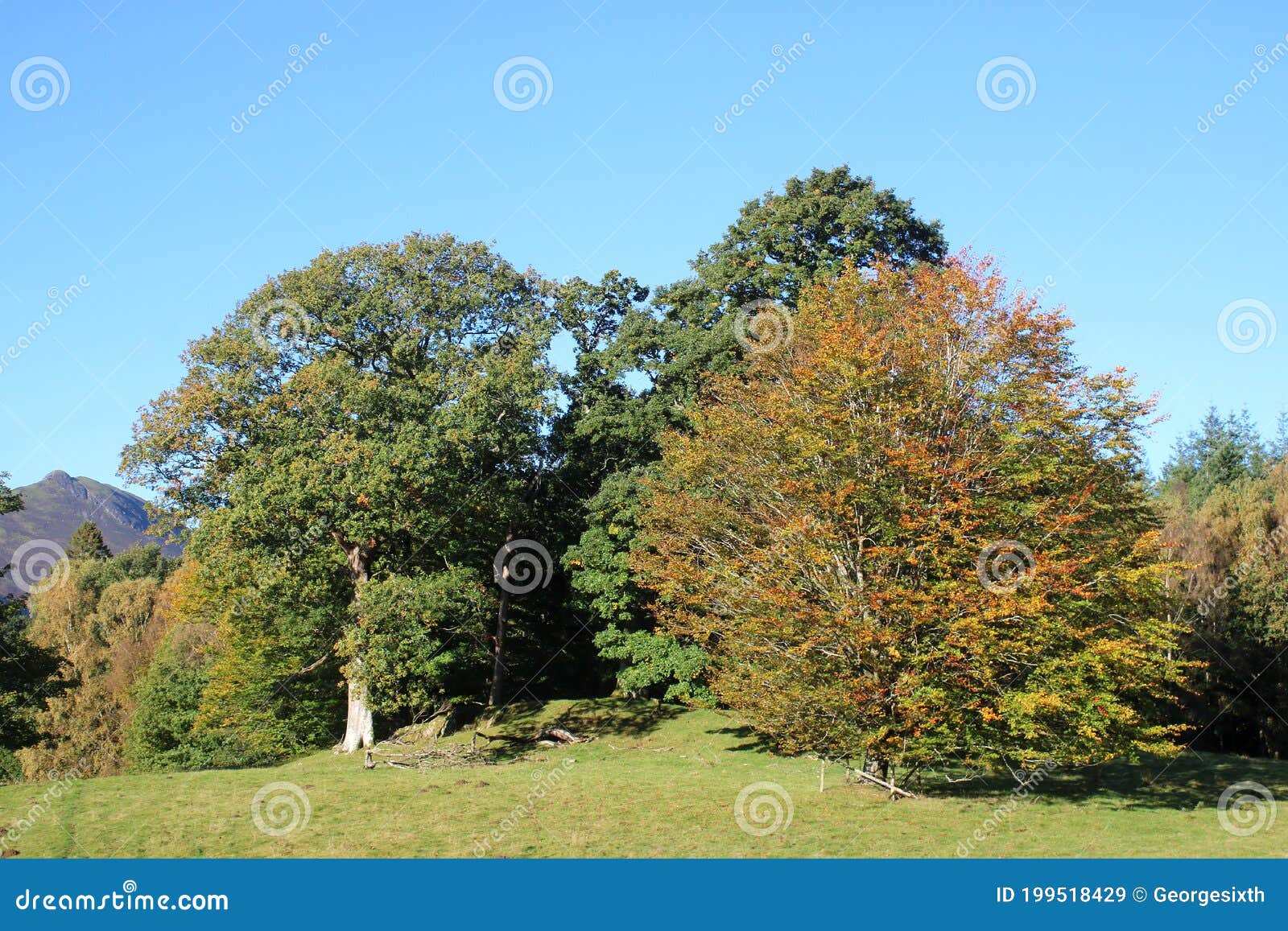 Trees Showing Autumn Tints, Causey Pike, Cumbria Stock Image - Image of ...