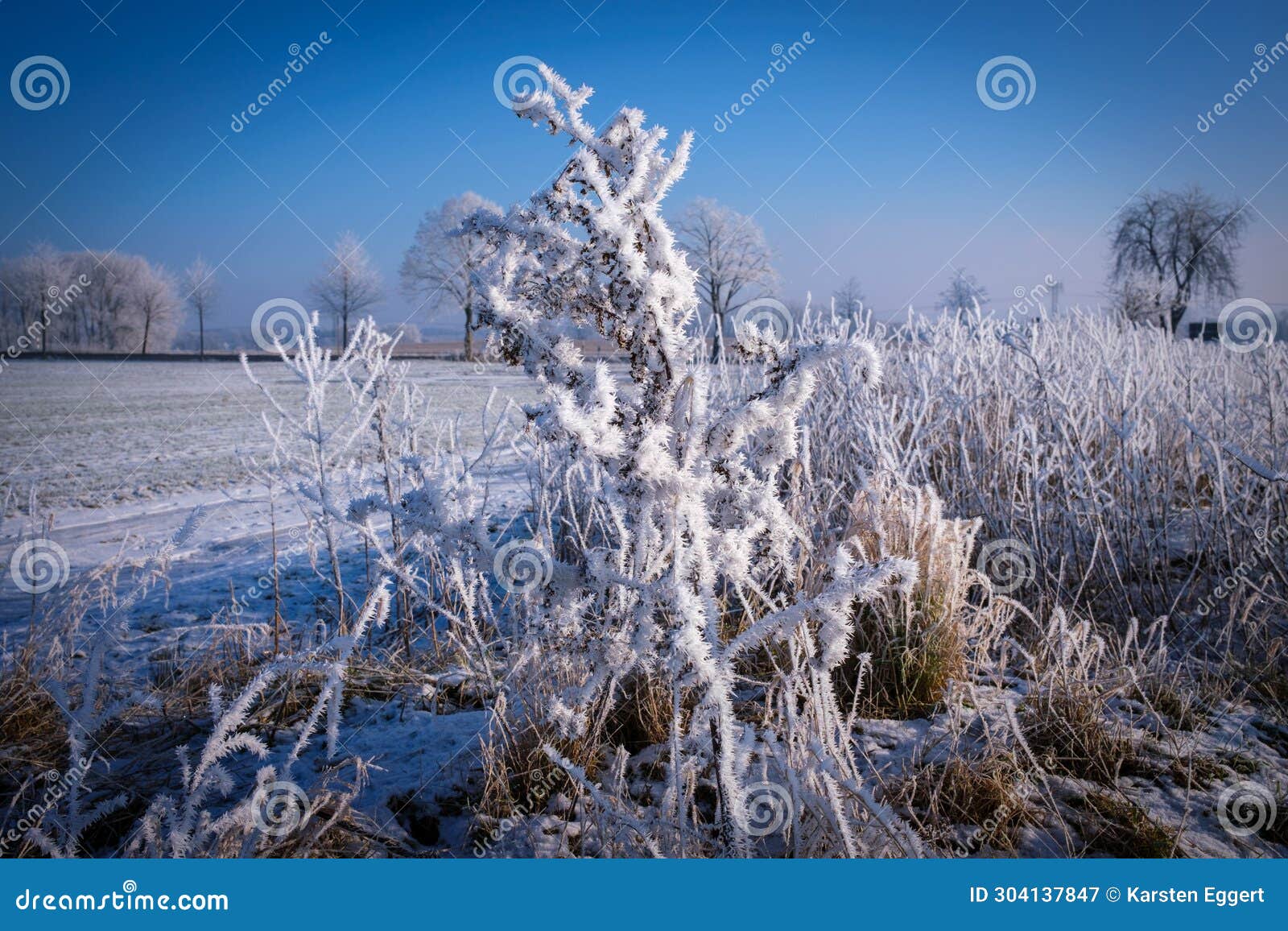 Trees and Shrubs are Covered in Icy Frost in Winter Stock Image - Image of snow, season: 304137847