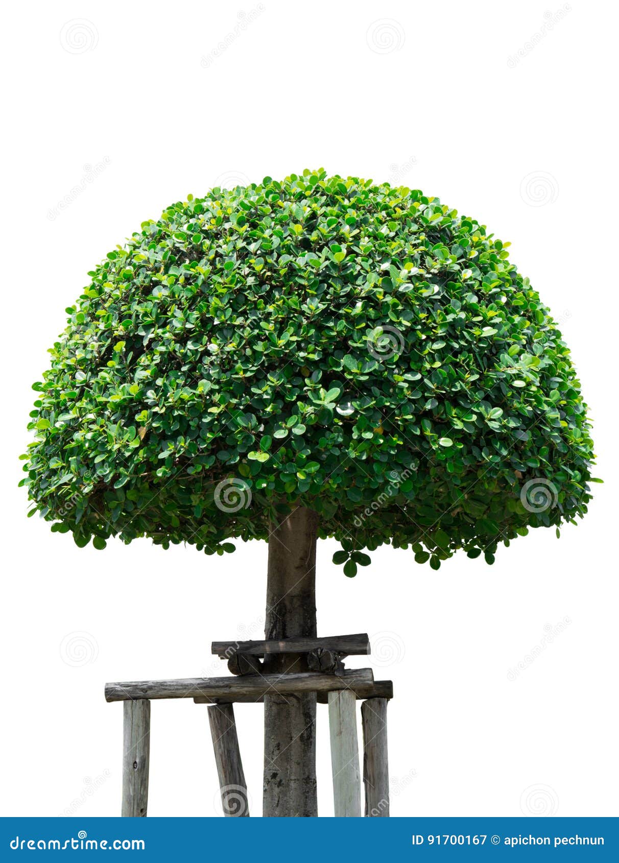 Trees Shrubs Isolated on White Background Stock Image - Image of leaf ...