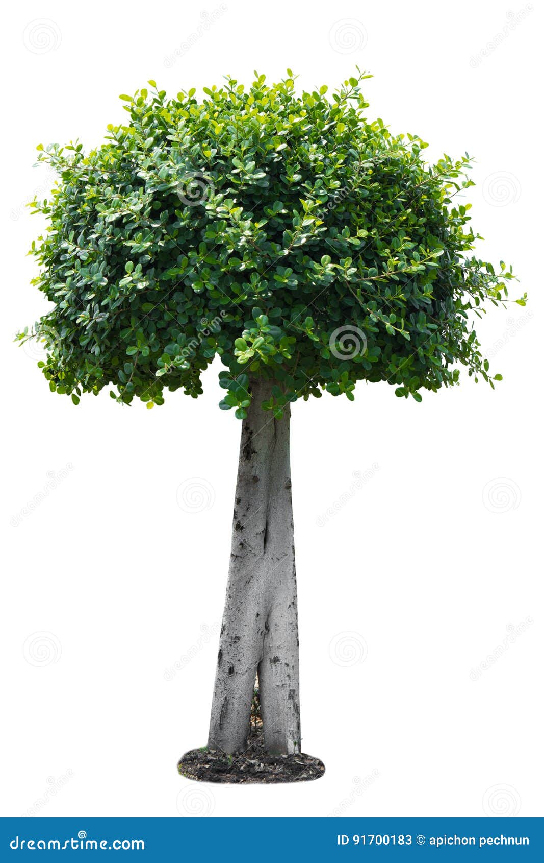 Shrubs Isolated On Transparent Backgroundwith Clipping Path And Alpha ...