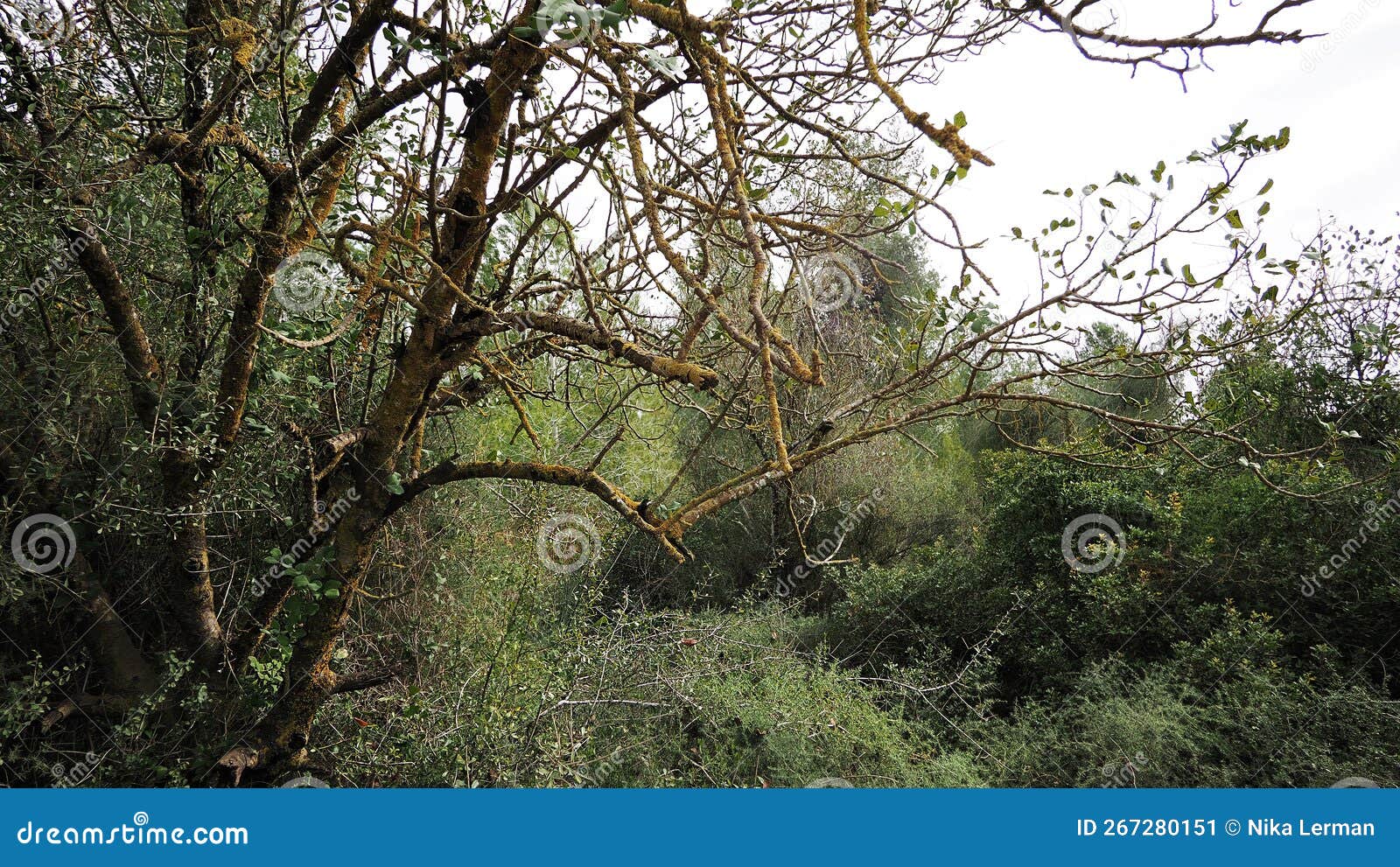 Trees and Shrubs of the Israeli Forest Stock Image - Image of trees ...