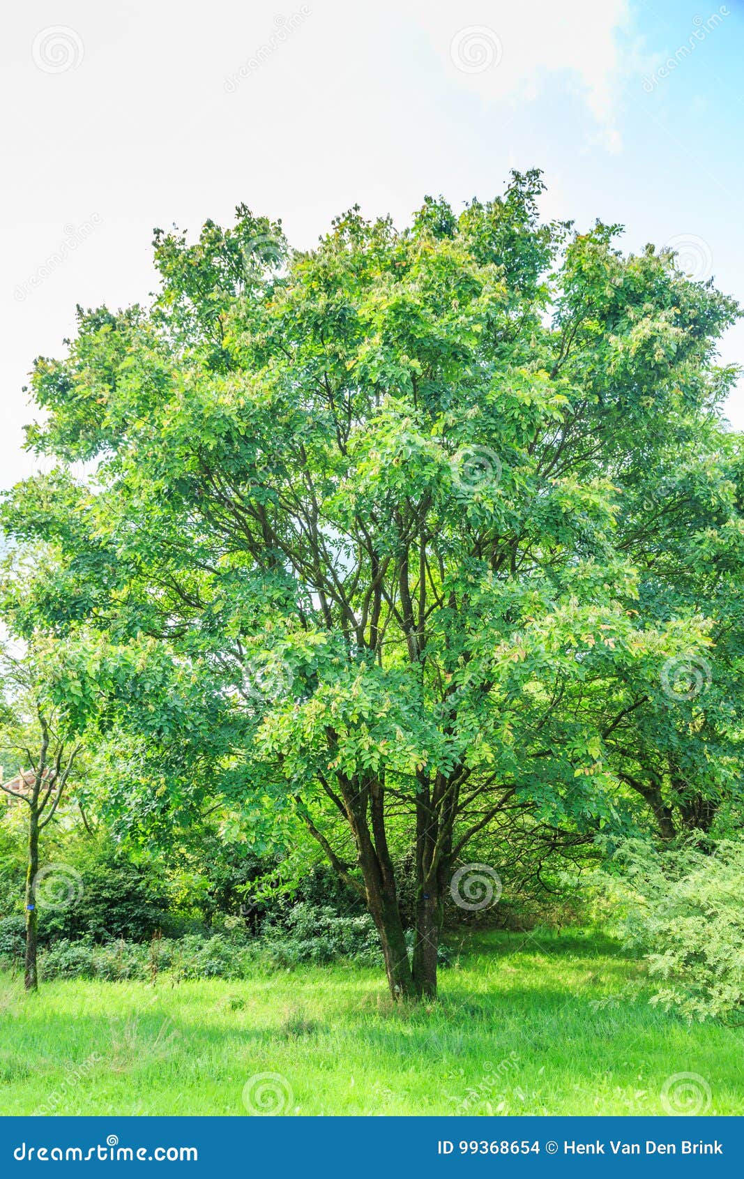 Trees and shrubs stock photo. Image of amur, subsp, deciduous - 99368654