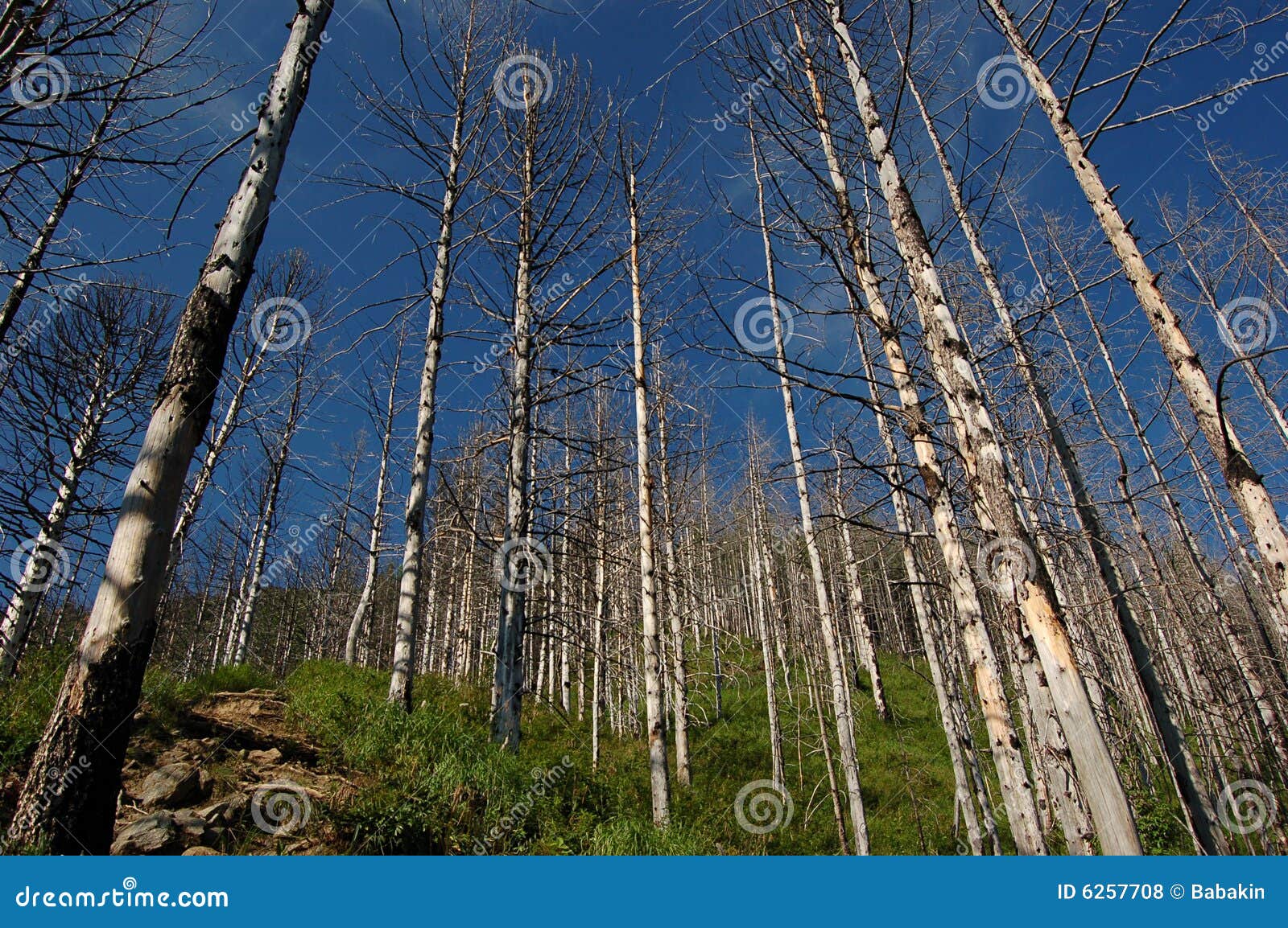 Trees In Siberia Picture. Image: 6257708