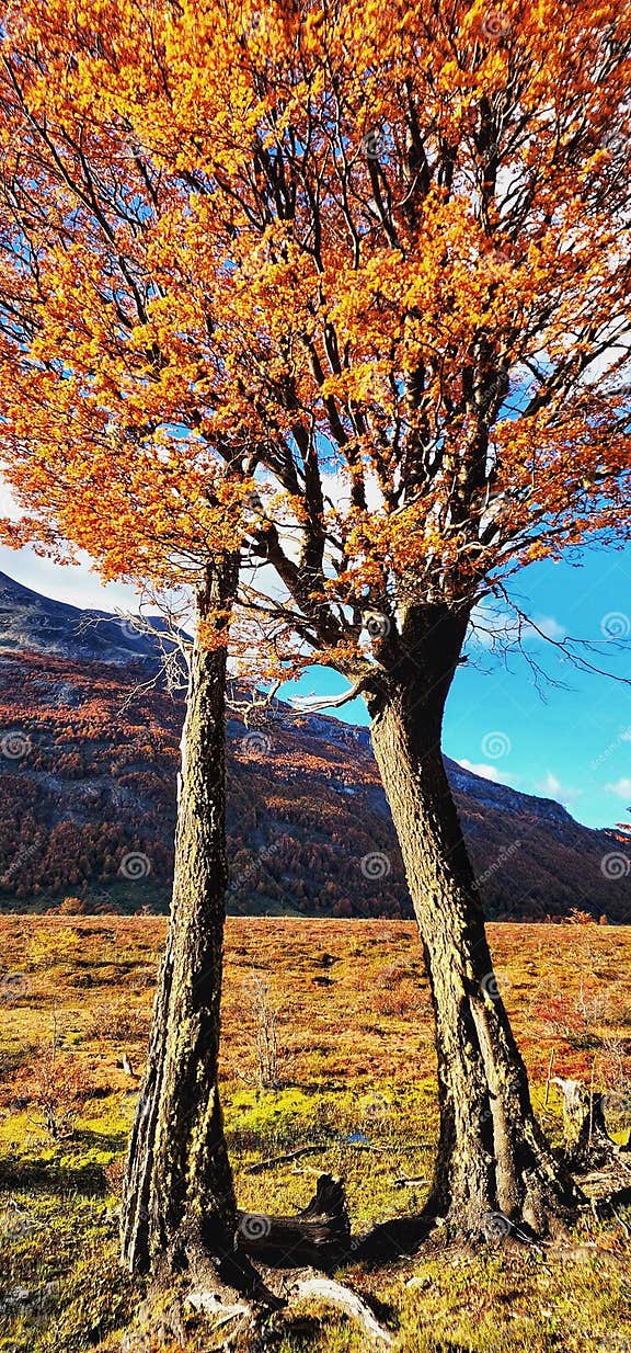 Trees Side by Side in a Field Stock Photo - Image of field, unity ...