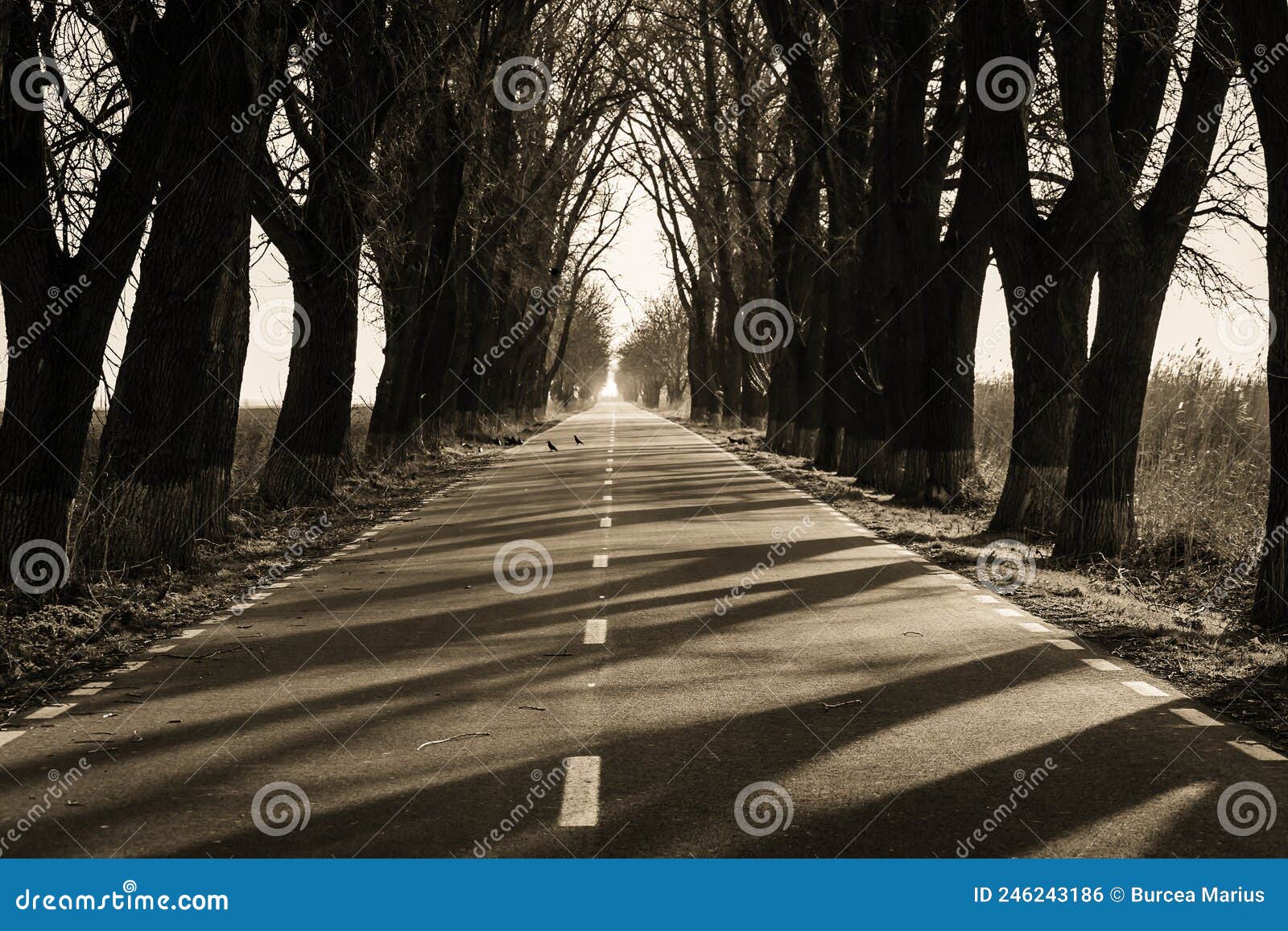 Trees on the Side of the Road in Romania Stock Photo - Image of ...