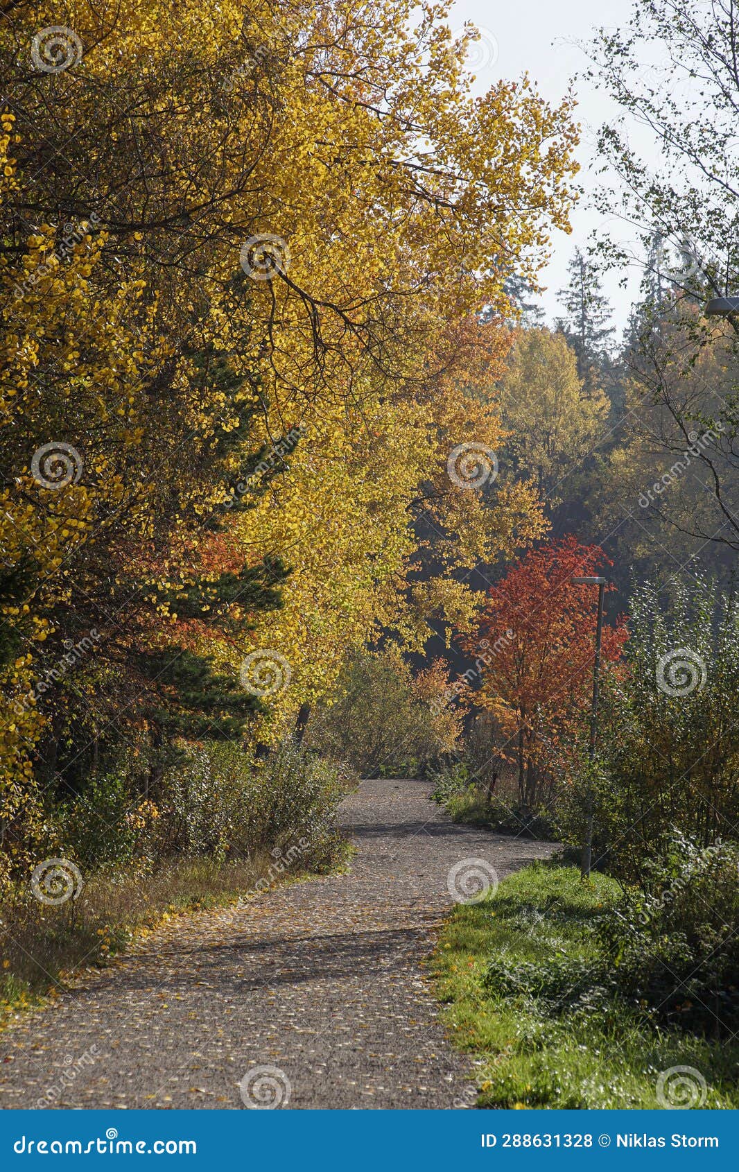 Trees on the Side of a Road Stock Photo - Image of yellow, autumn ...