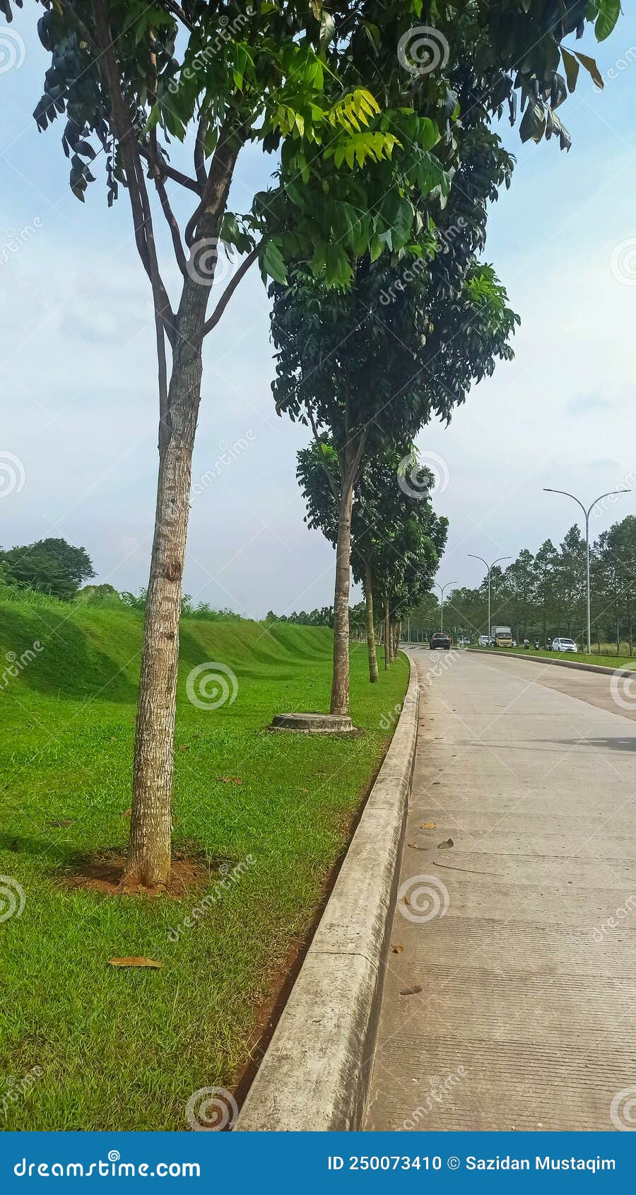 The Trees on the Side of the Highway during the Day Stock Photo - Image ...