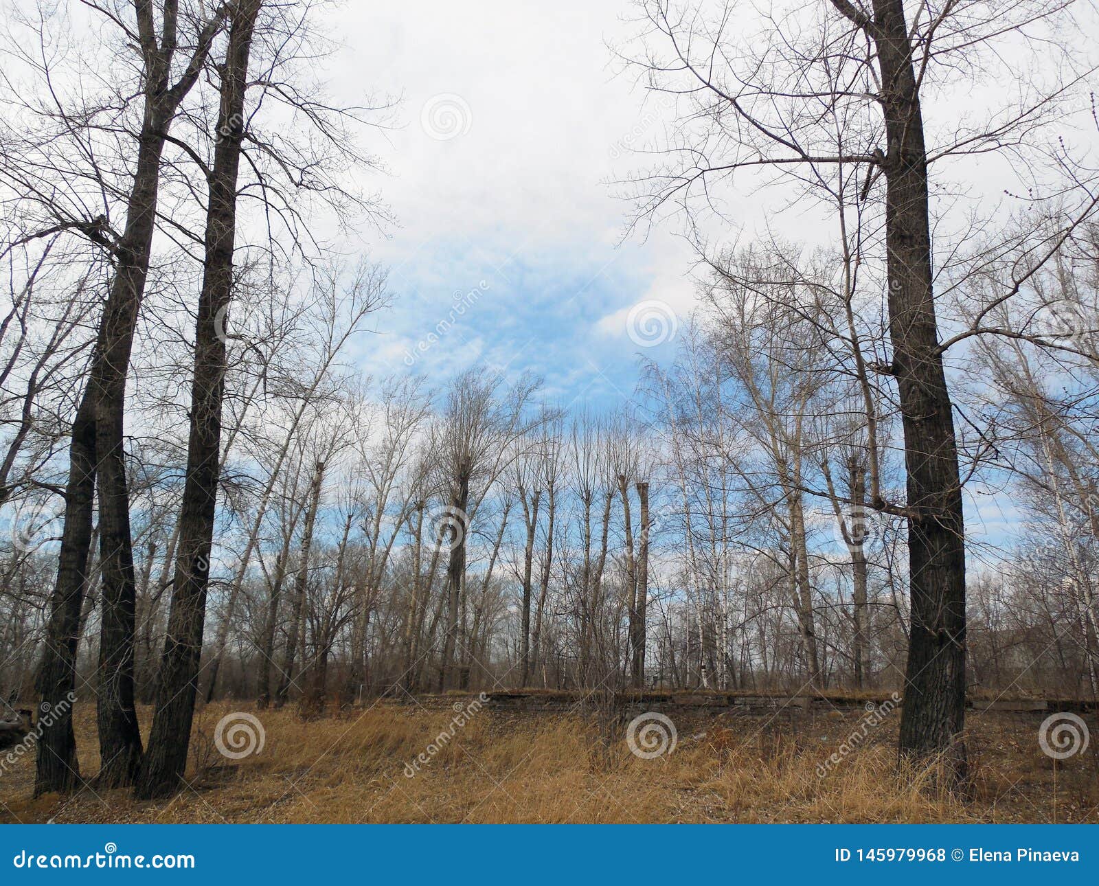 Landscape with Trees on Both Sides and Distant Forest Stock Photo ...