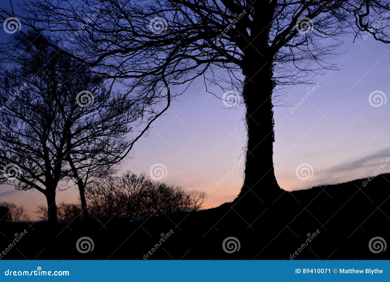 Trees in Silhouette at Twilight Stock Image - Image of focused, black ...