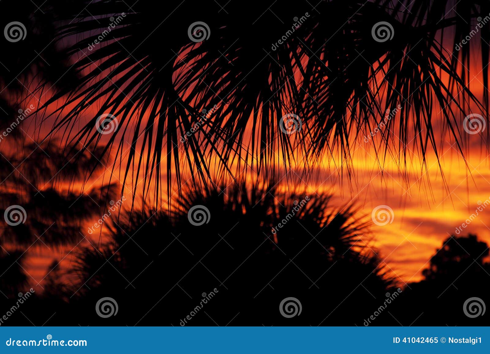 Trees Silhouetted Against the Sunset Stock Image - Image of silhouetted ...
