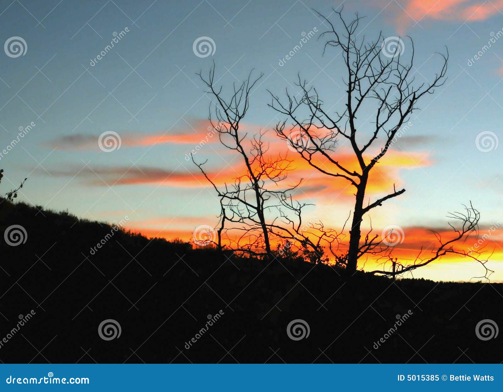 Trees Silhouetted at Sunset Stock Image - Image of colorful, dawn: 5015385