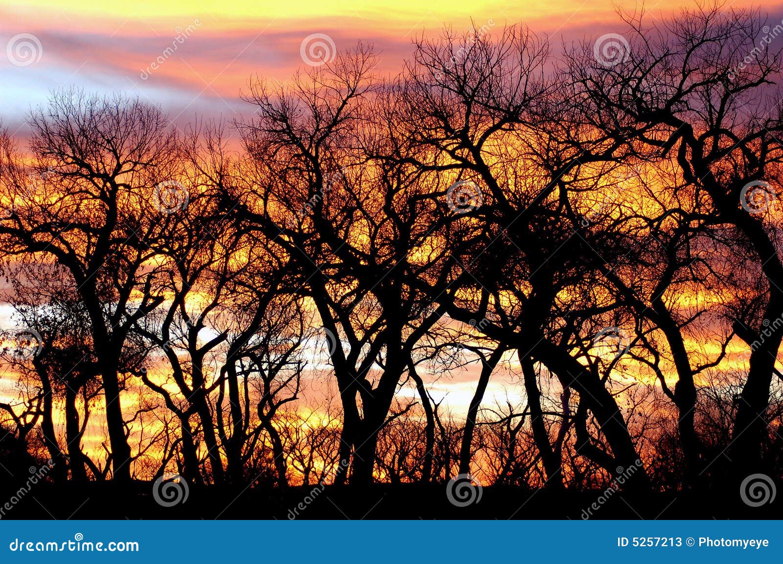 Trees Silhouetted at Sunset Stock Image - Image of picturesque ...