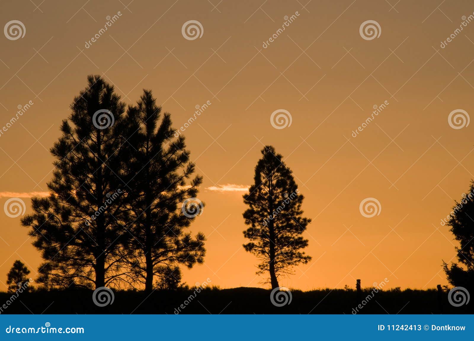 Trees silhouettes stock image. Image of shadow, horizon - 11242413
