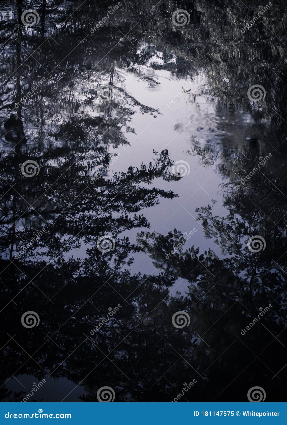 Trees Silhouettes Reflection on the River Water Surface Stock Image ...