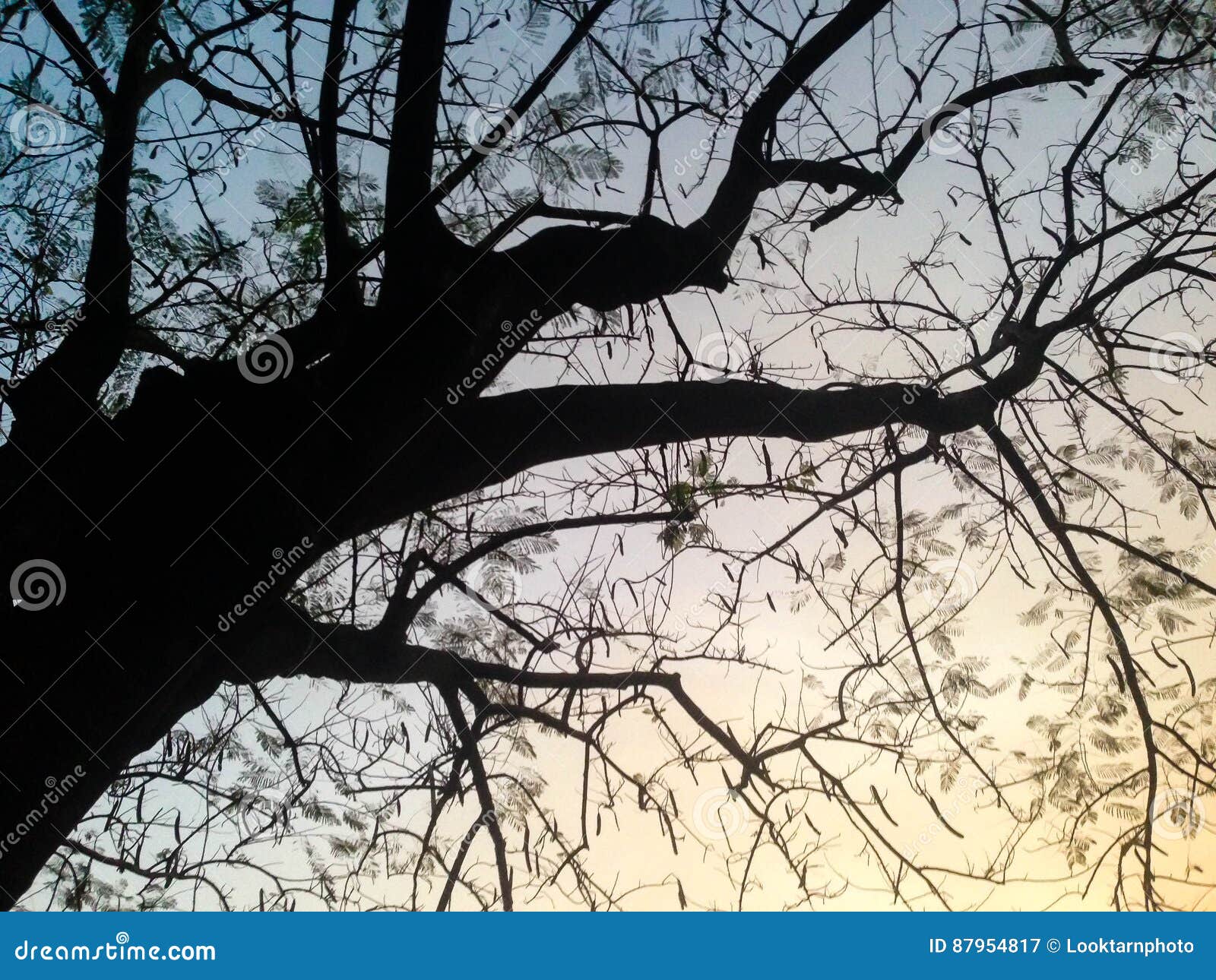 Trees Silhouettes and Sky Background Stock Image - Image of dark, tree ...