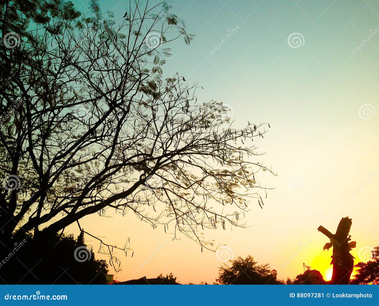 Trees Silhouettes and Sky Background Stock Image - Image of background ...