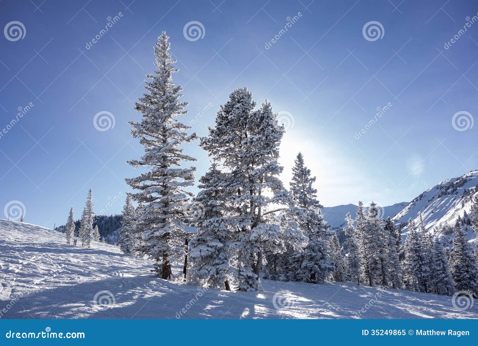 Trees on Ski Slopes with Sun Stock Image - Image of winter, sunlight ...