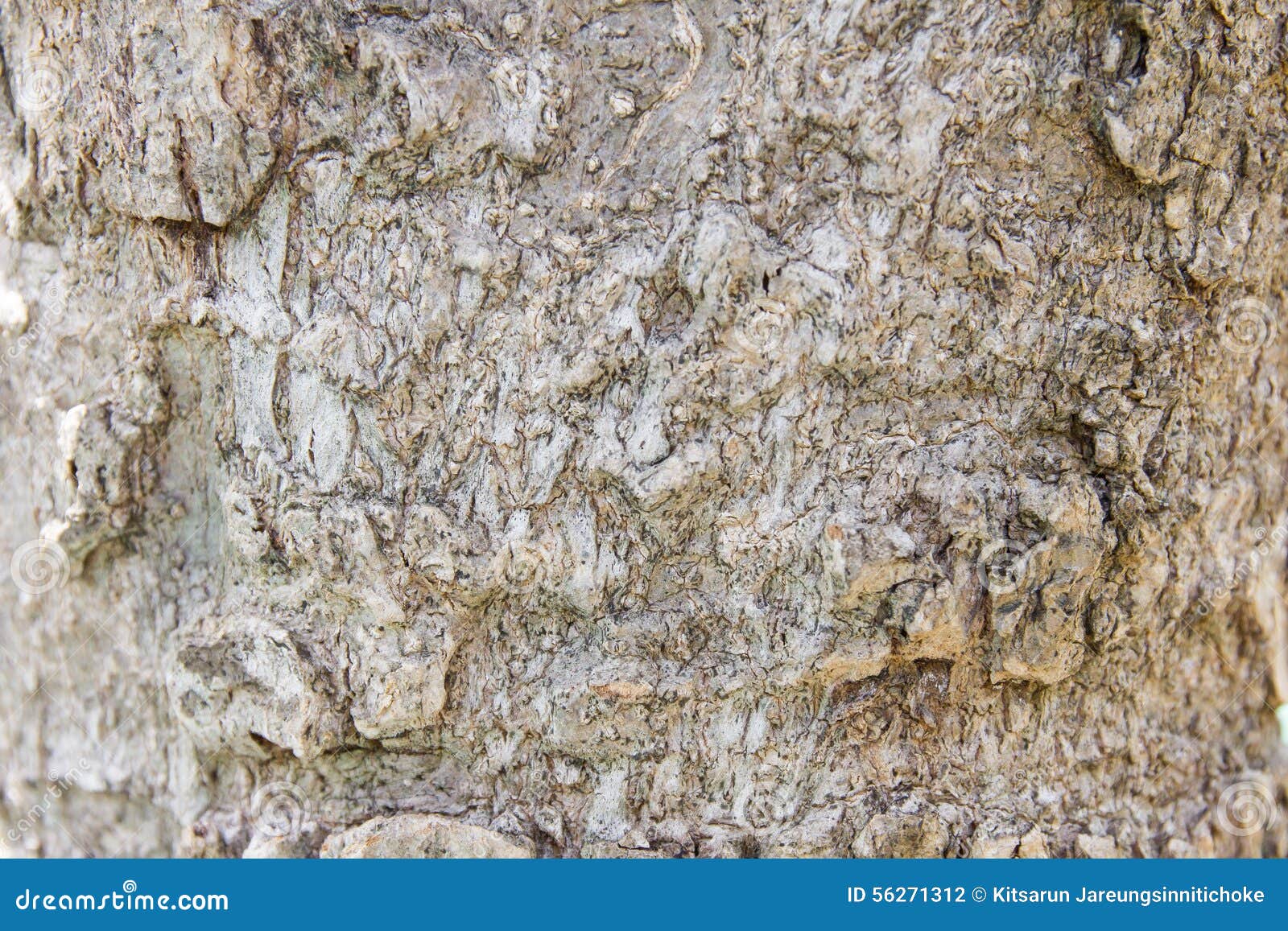 Trees skin stock photo. Image of natural, brown, protection - 56271312