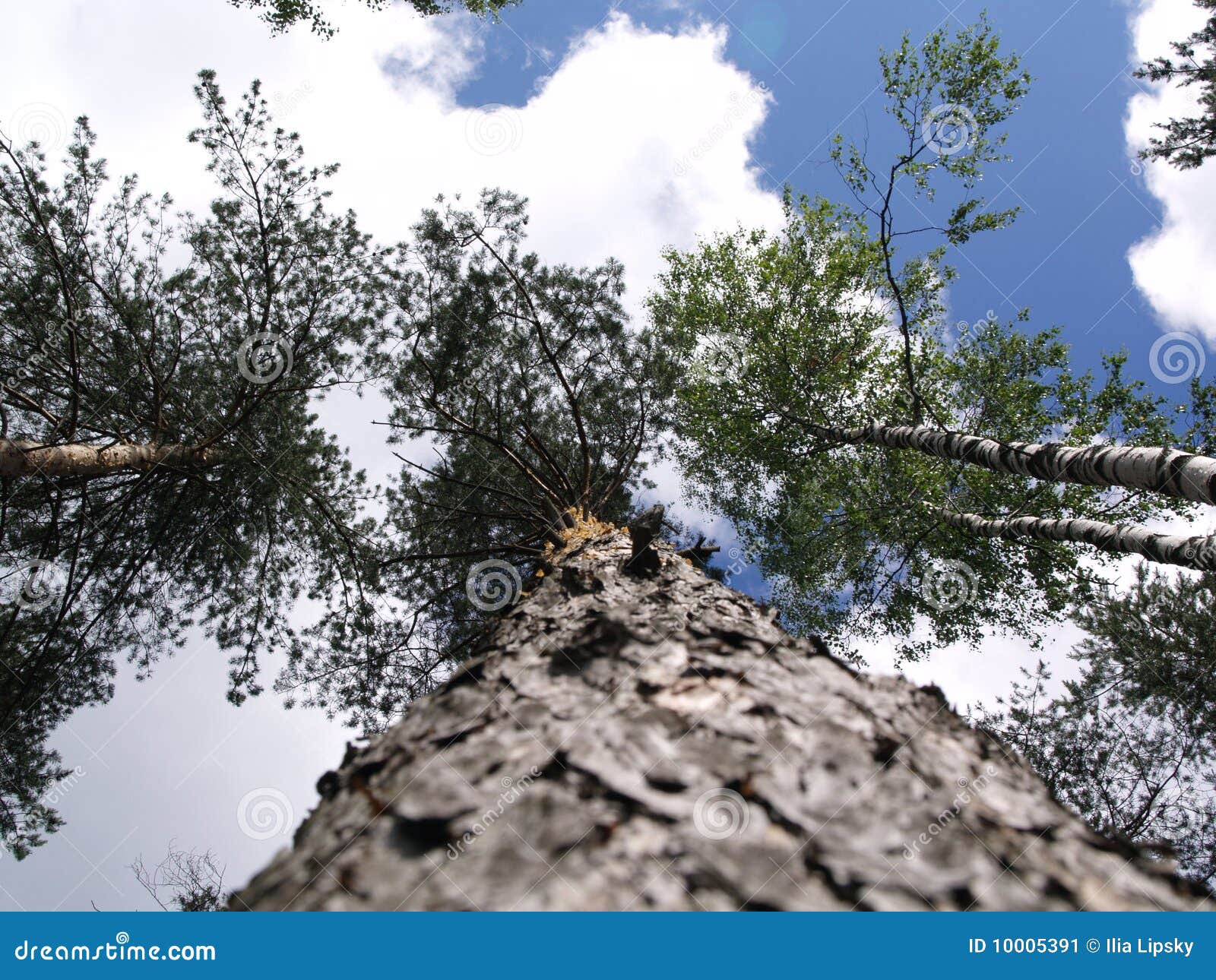 Trees into the sky stock image. Image of pine, environmental - 10005391