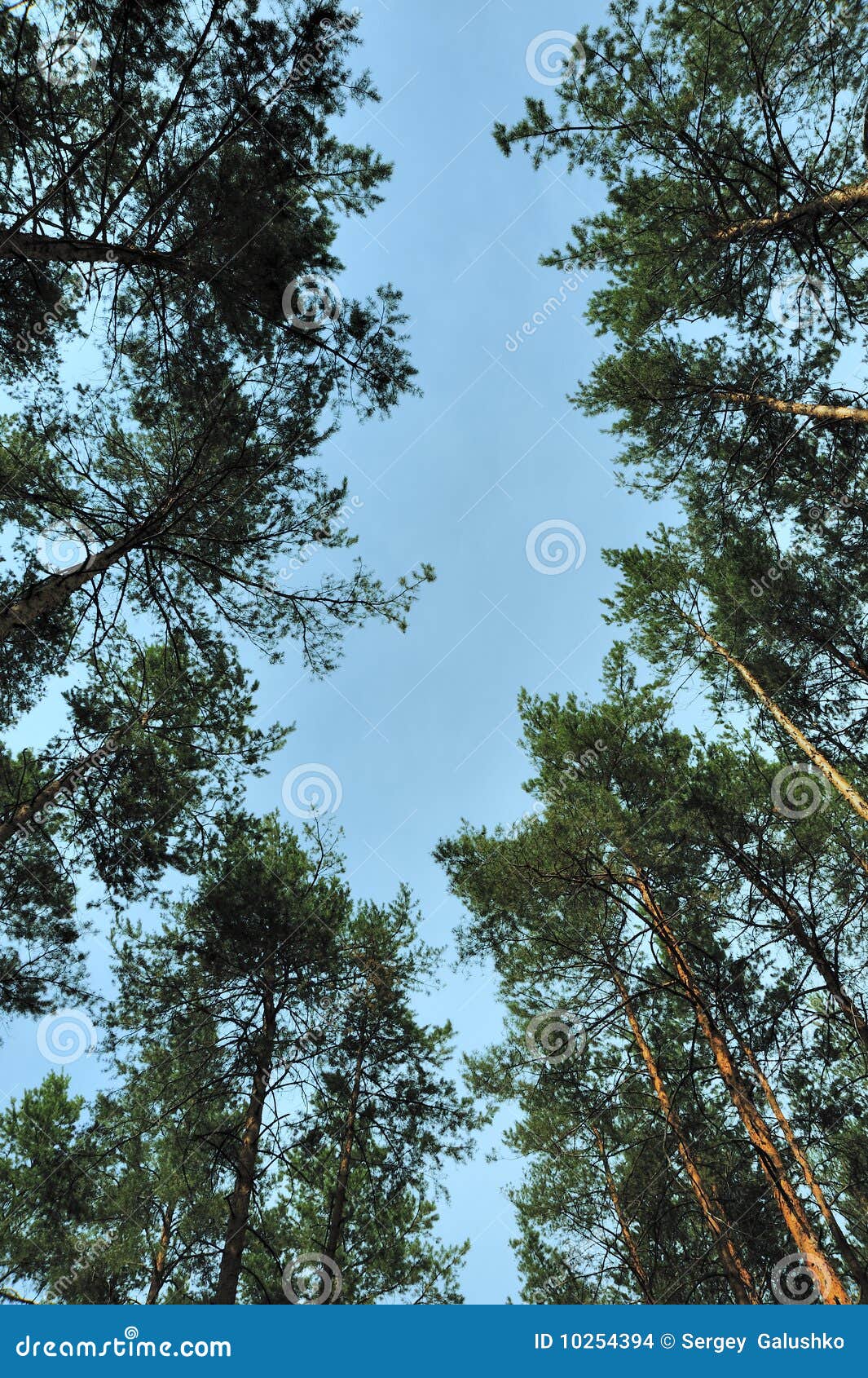 Trees and the sky stock photo. Image of beauty, plant - 10254394