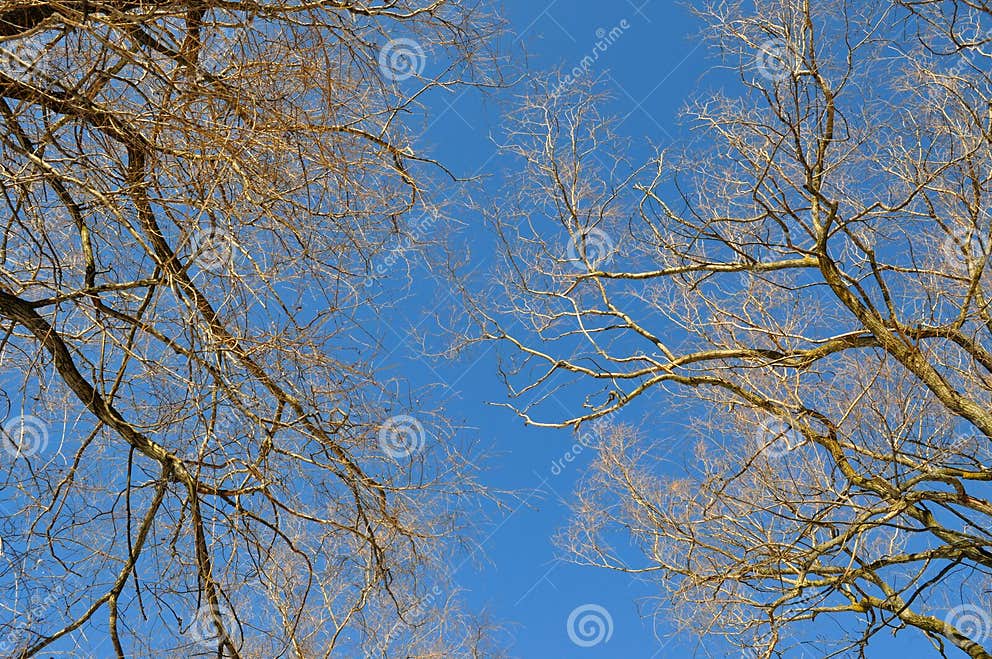 Trees in the Sky stock photo. Image of bare, trees, spring - 12465690