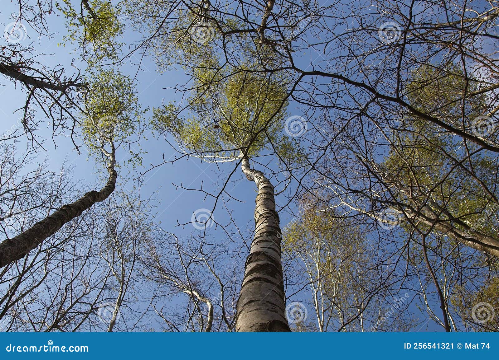 Trees in the sky stock image. Image of spring, view - 256541321