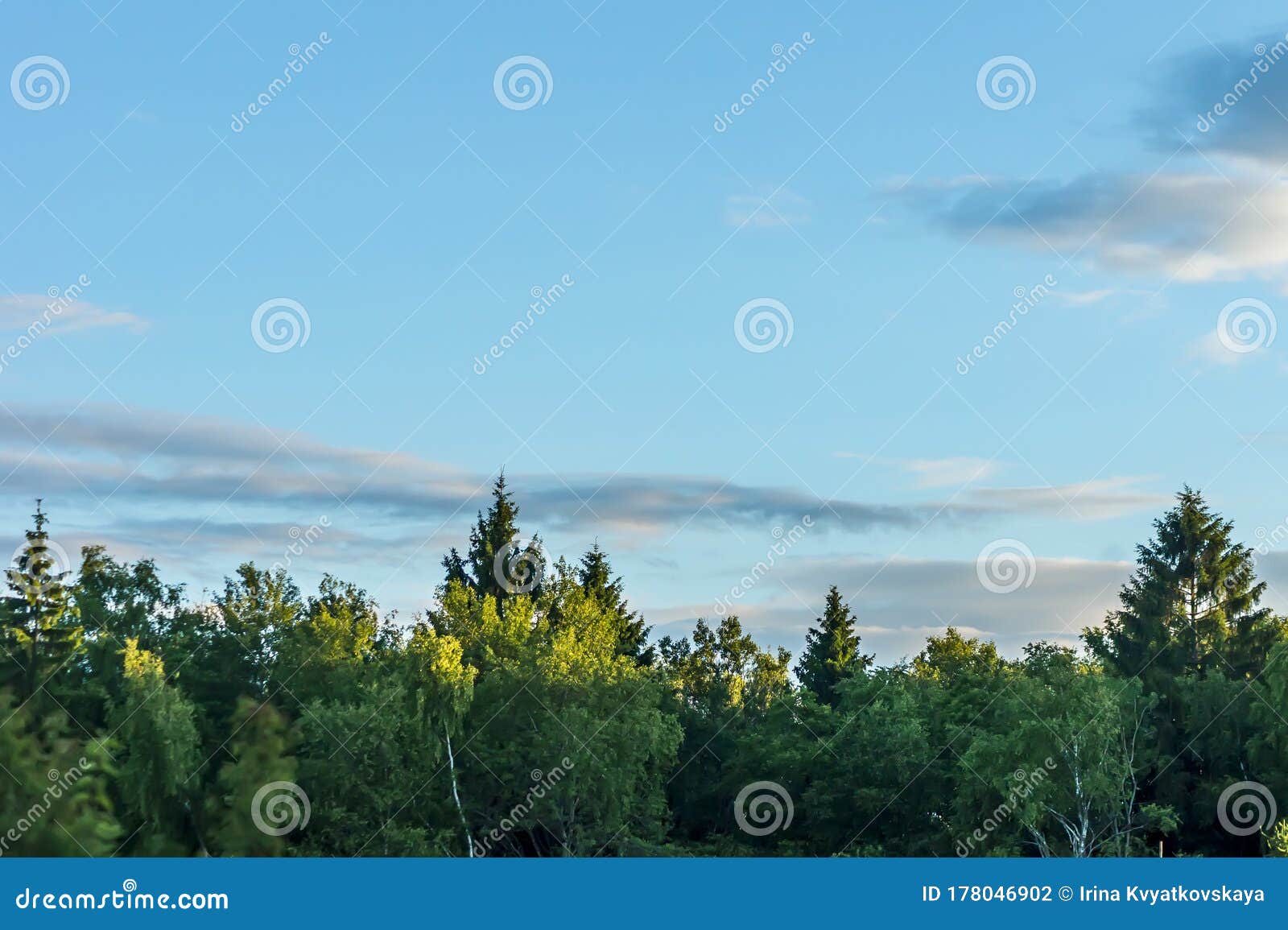 Trees and sky background stock photo. Image of background - 178046902
