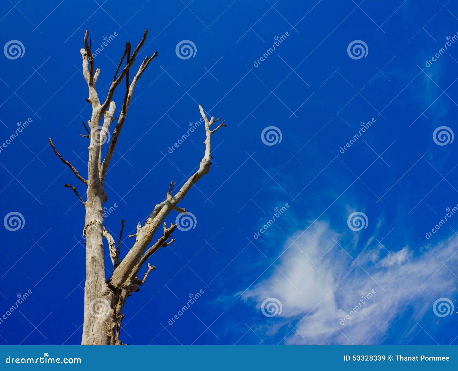 Trees and sky background. stock image. Image of scenic - 53328339
