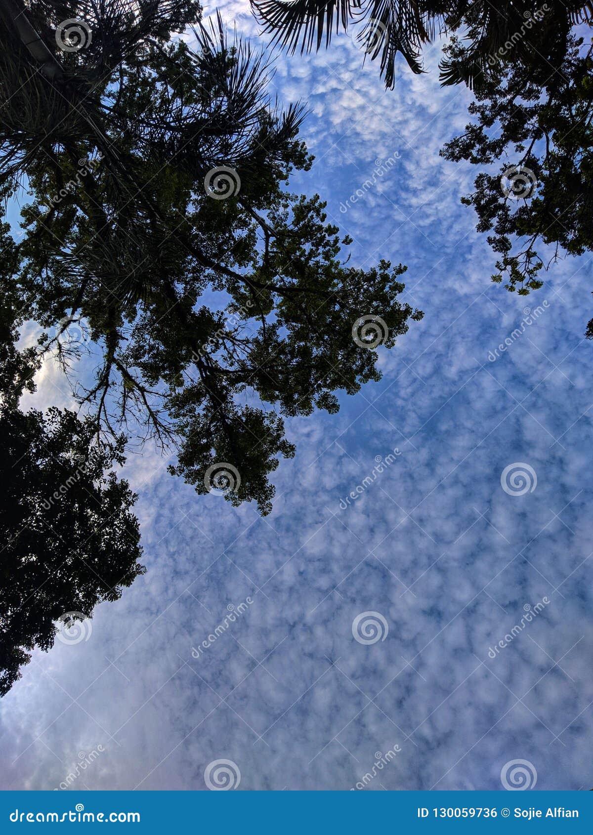 Trees and sky stock photo. Image of trees, cloud, beautiful - 130059736