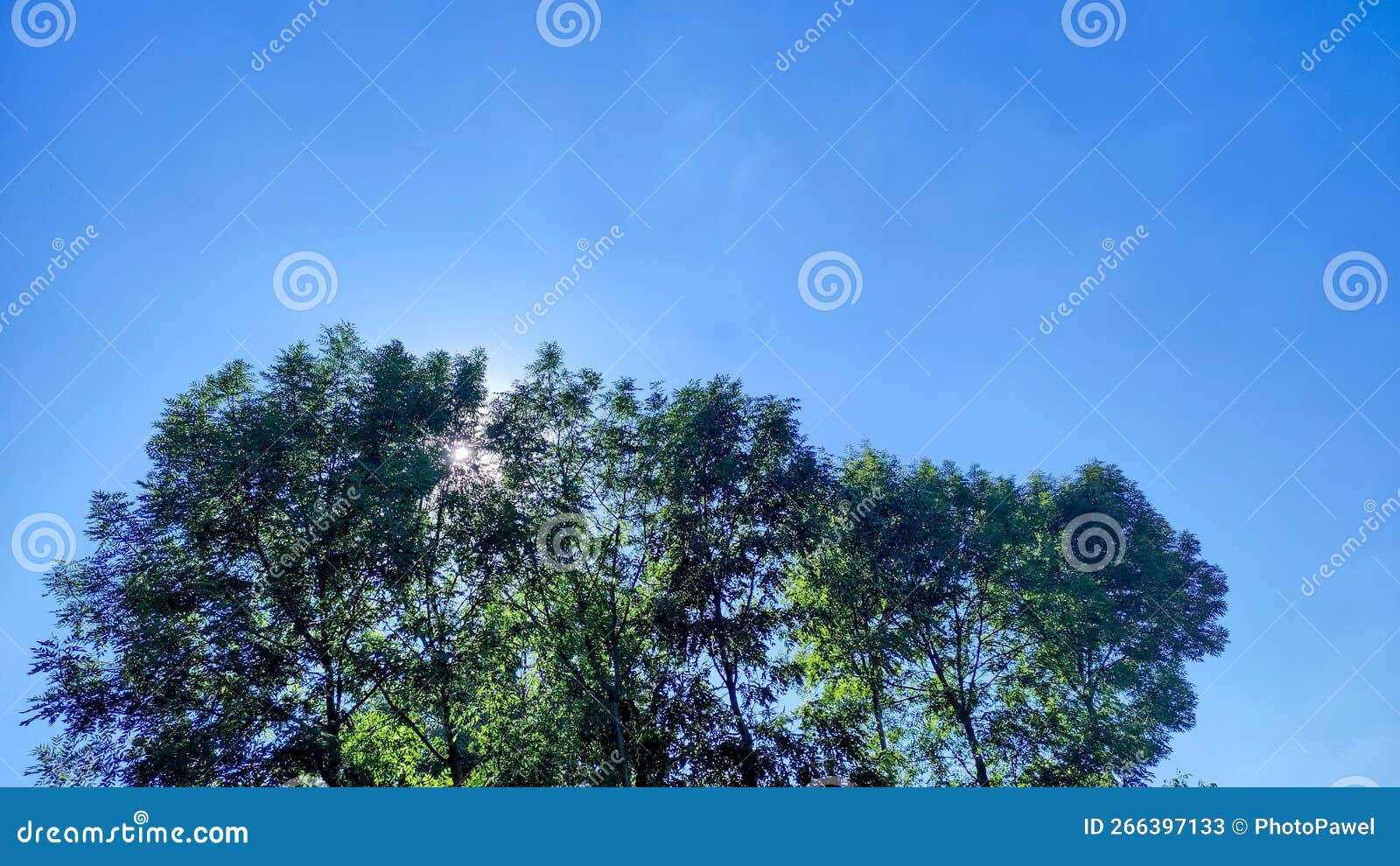 Trees and Sky. Beautiful Landscape with Trees and Sky Stock Image ...