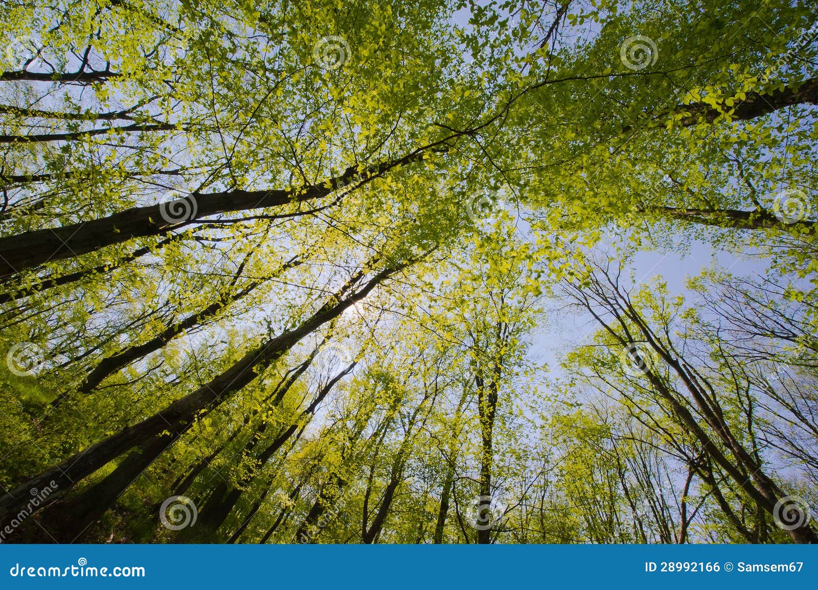 Trees and sky from below stock photo. Image of natural - 28992166