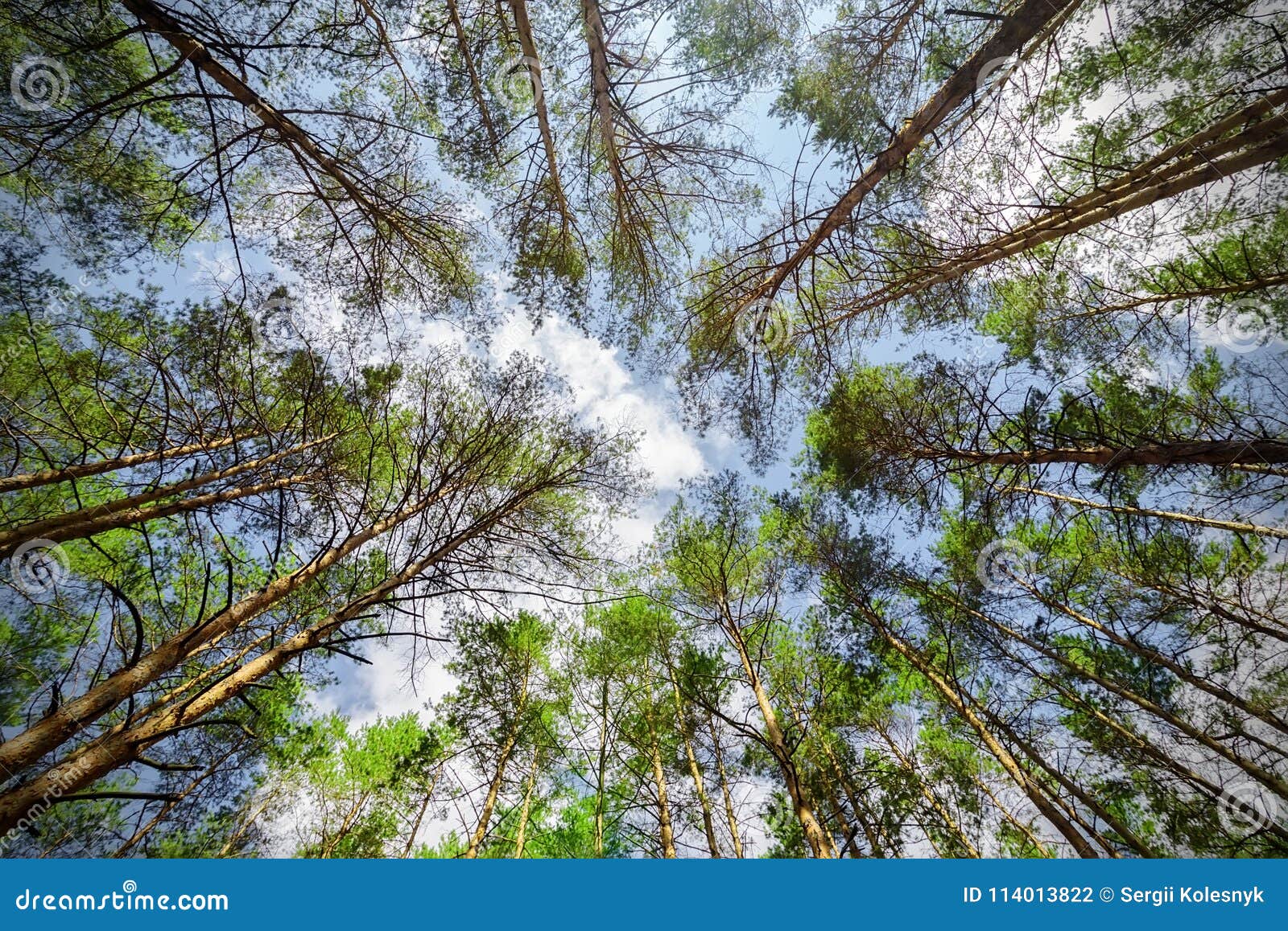Trees and sky from below stock photo. Image of branch - 114013822