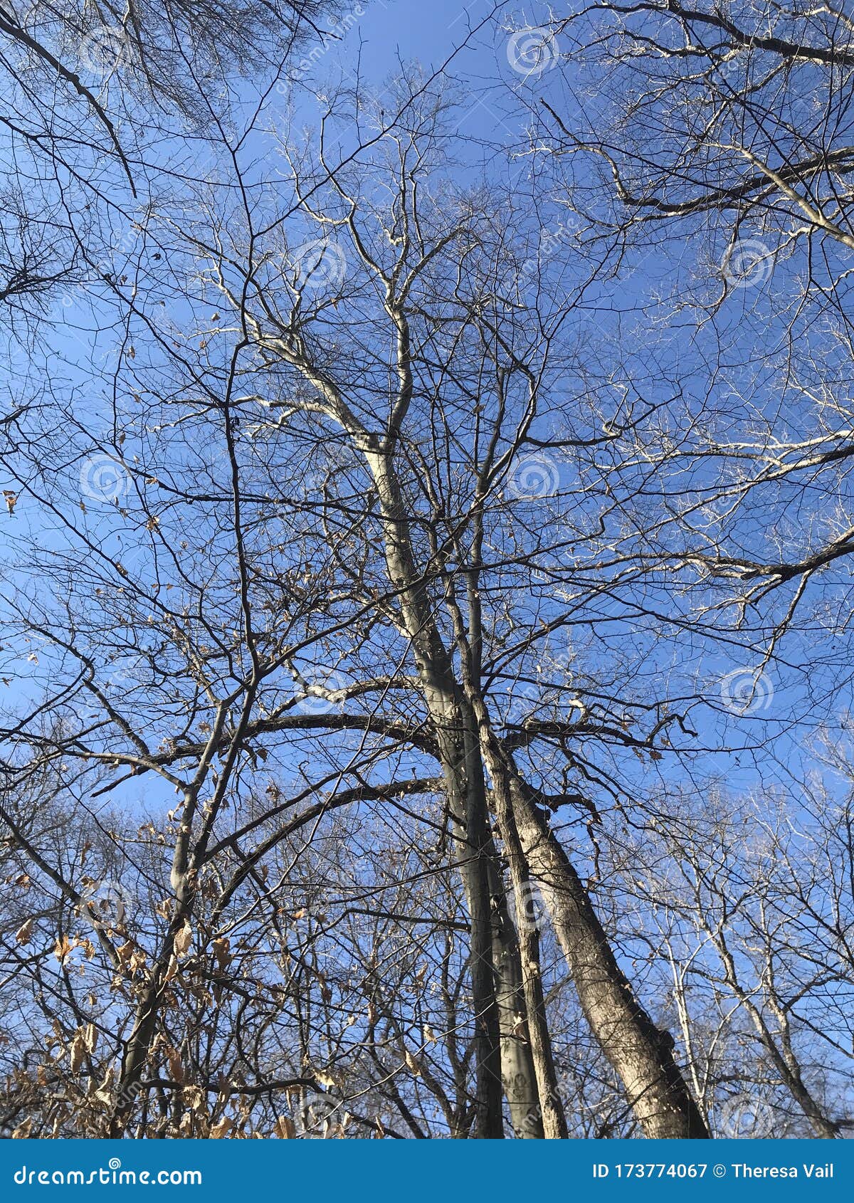Trees stock image. Image of vast, tall, trees, blue - 173774067