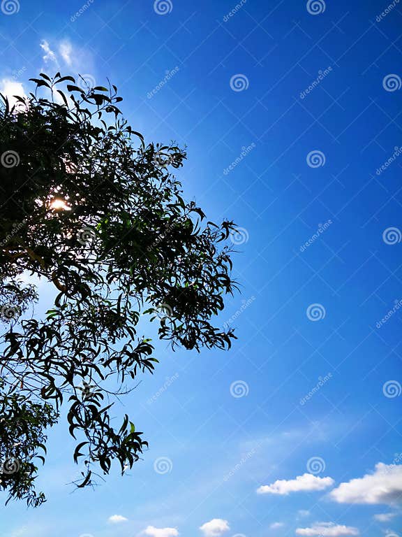 Trees sky celar blue stock image. Image of leaf, nature - 280380103
