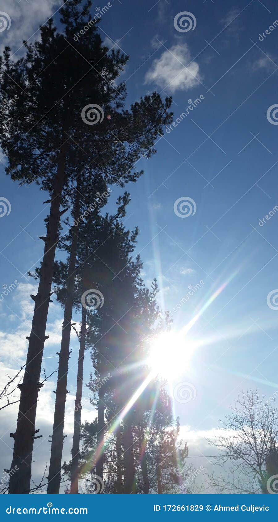 Trees in Sky with Clouds and Sun Stock Image - Image of nature, trees ...