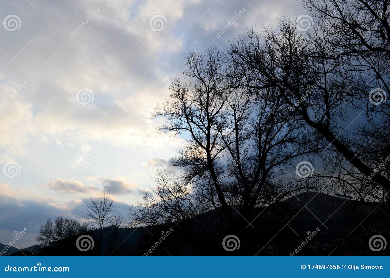 Trees at dusk stock photo. Image of nature, branches - 174697656