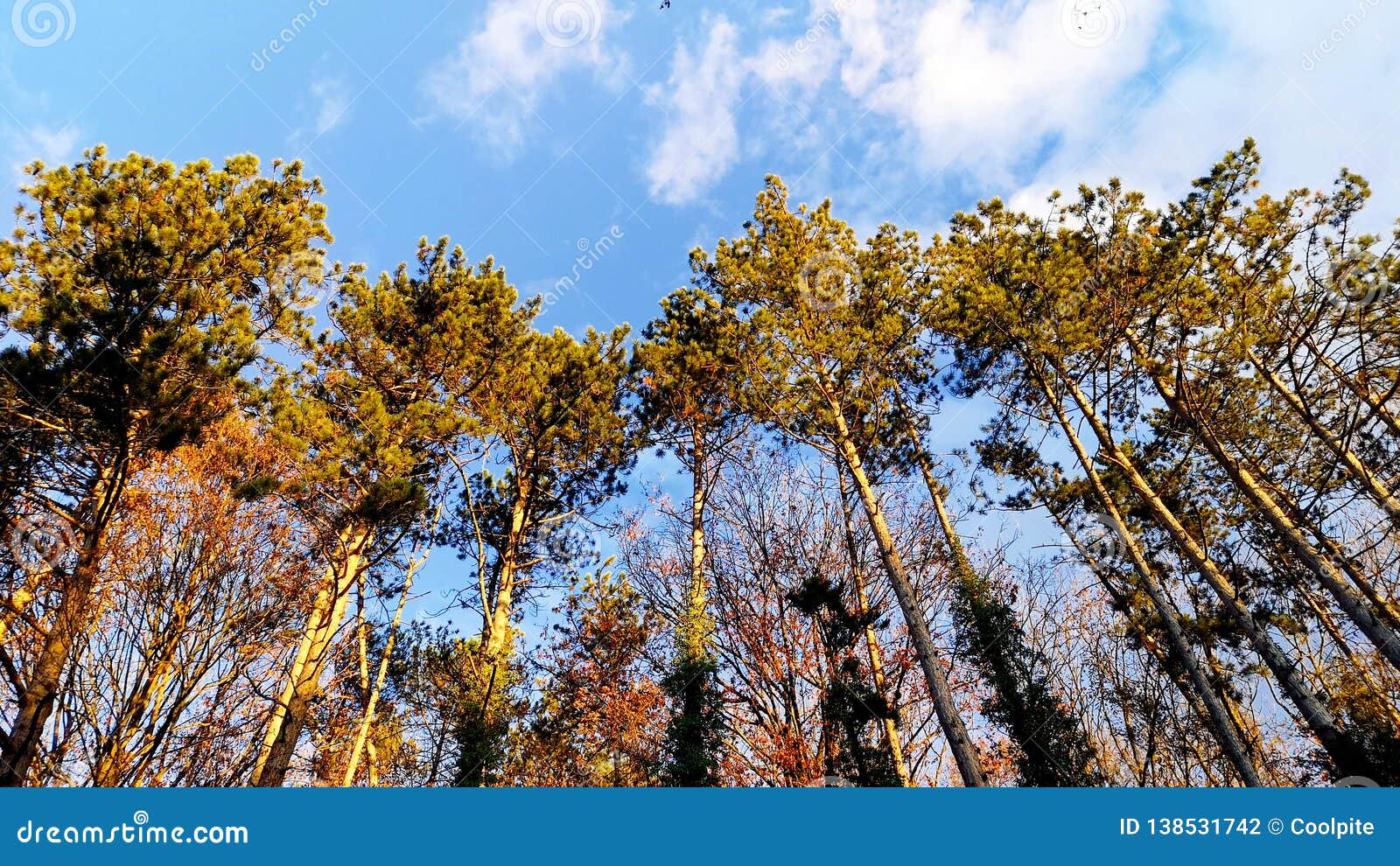 Composite of Trees and the Sky. Stock Photo - Image of harmony, sunny ...