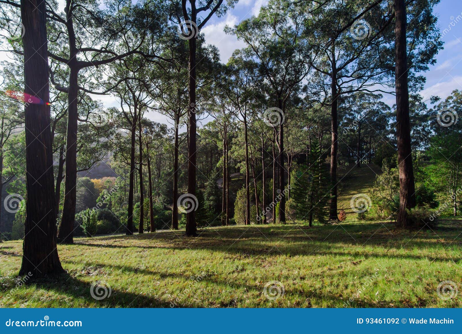 Trees and Sky at Mount Lofty Botanic Gardens Stock Photo - Image of ...