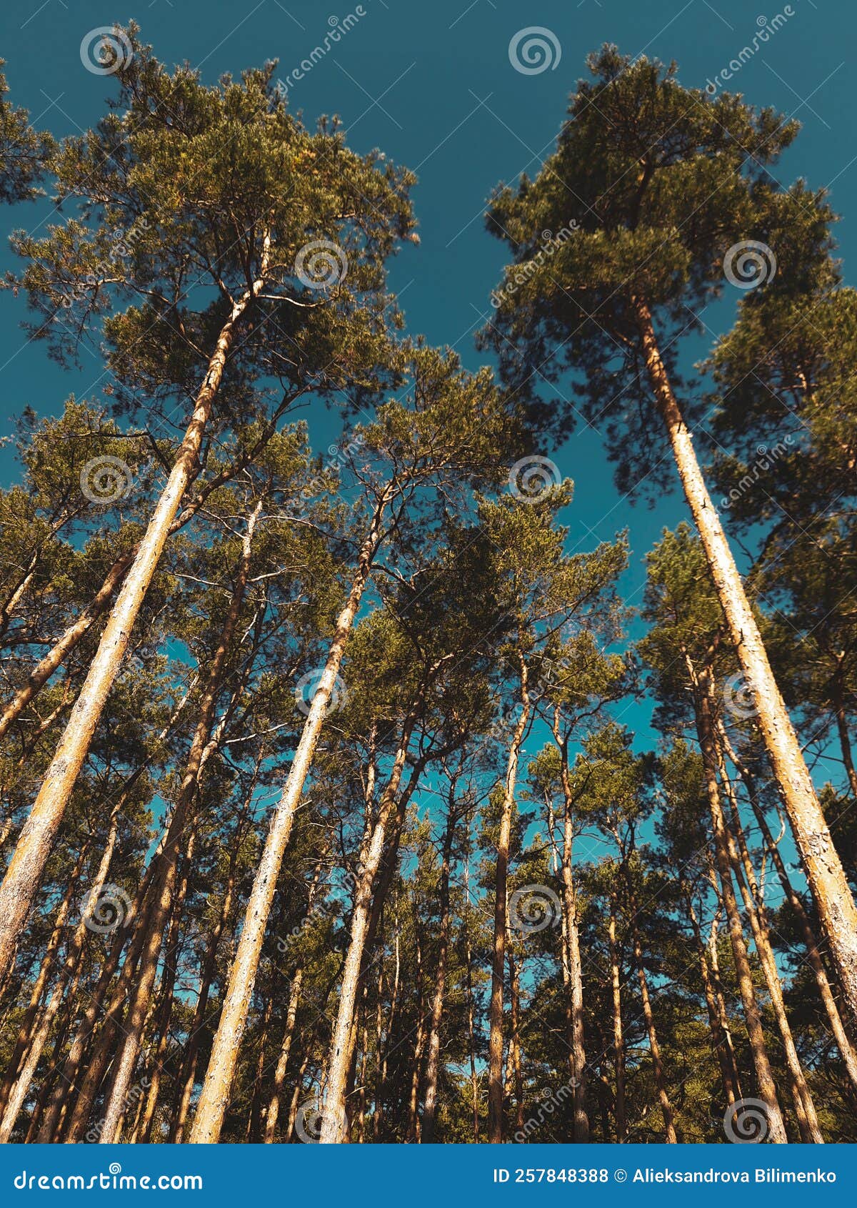 Trees Sky Nature Beautiful stock photo. Image of tree - 257848388