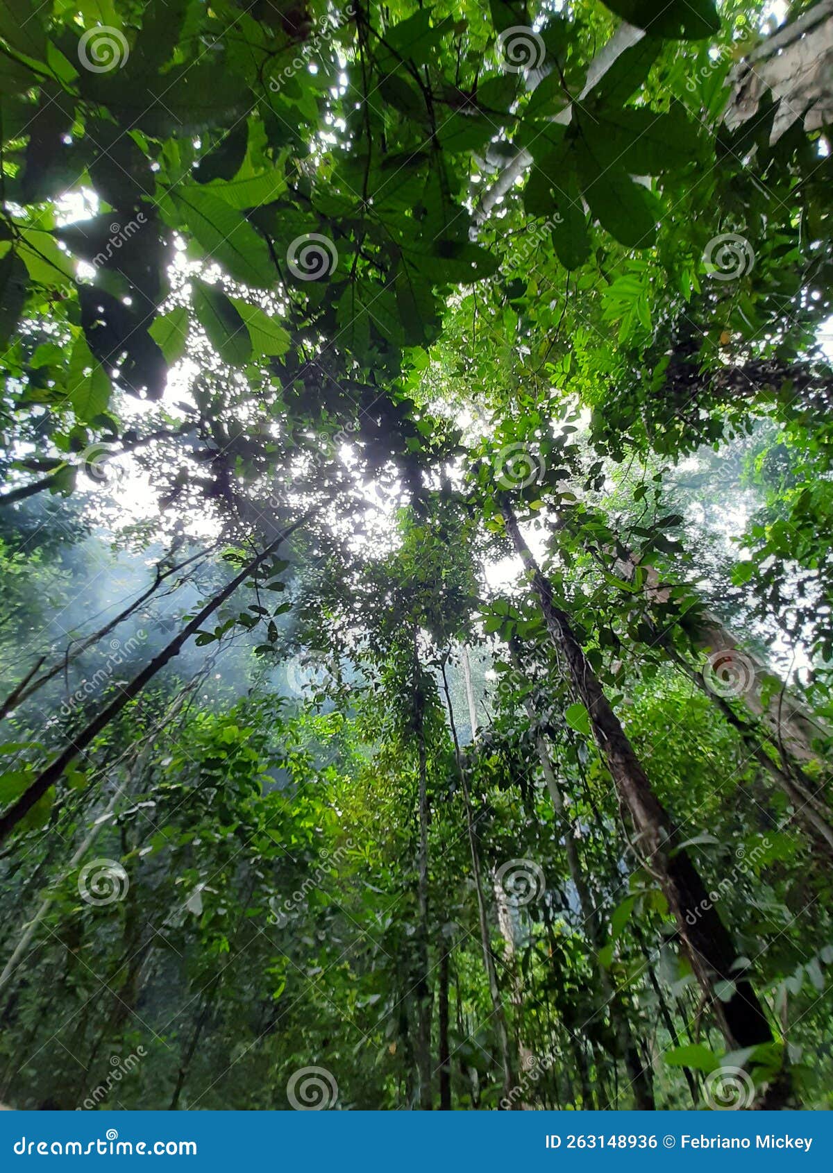 Trees Sky Nature Water Jungle Alam Stock Photo - Image of flower ...