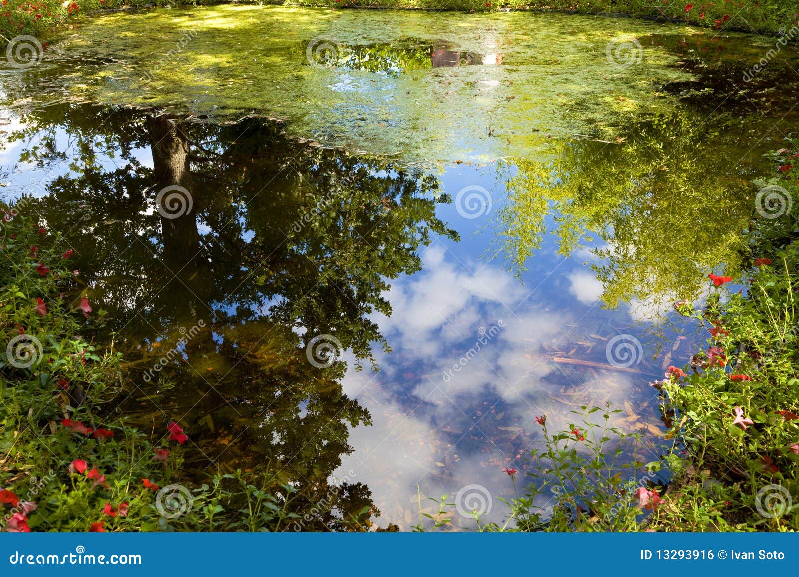 Trees and Sky Reflected in a Pond Stock Photo - Image of romantic ...