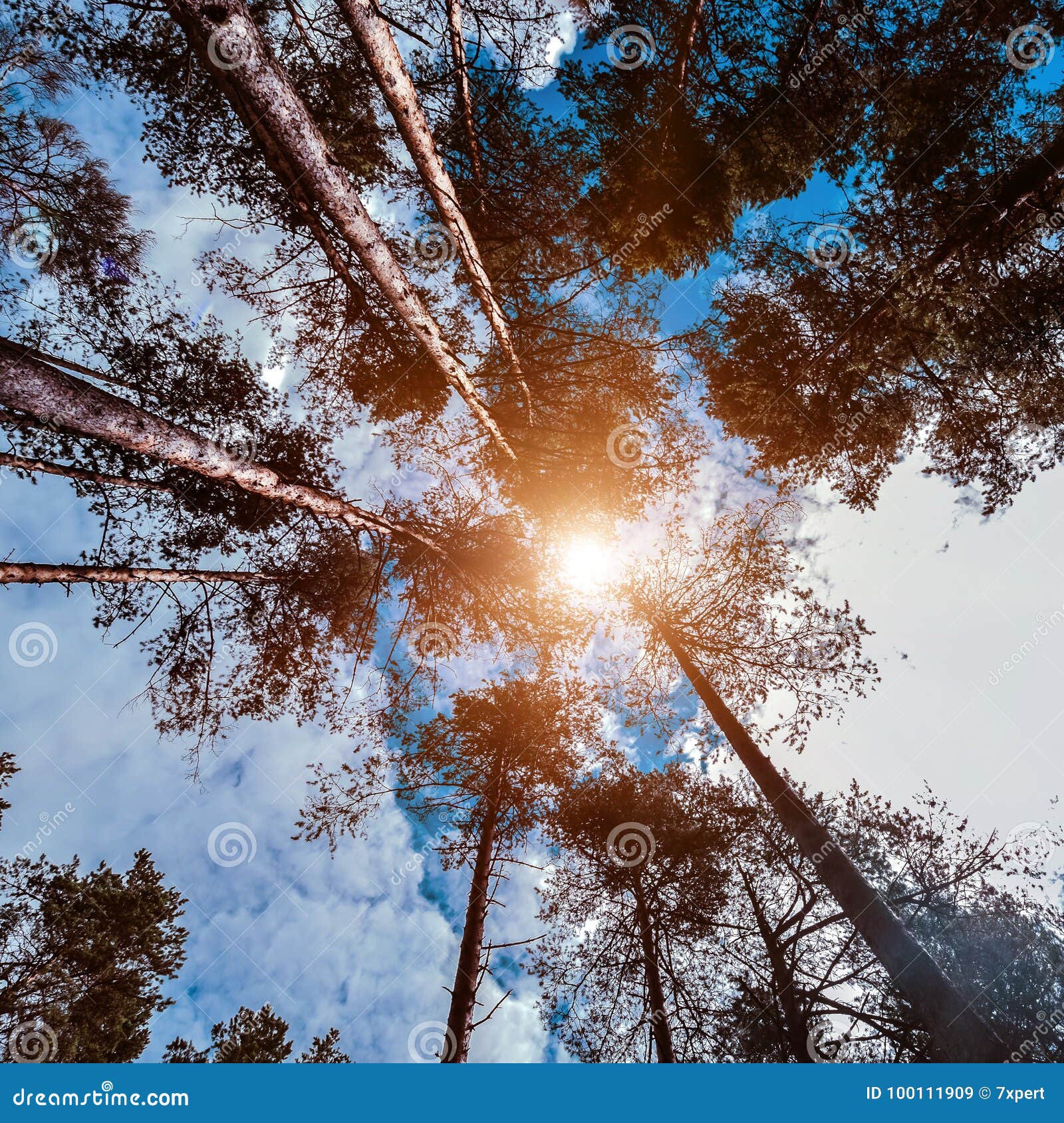 Trees in sky and sun stock image. Image of spring, background - 100111909