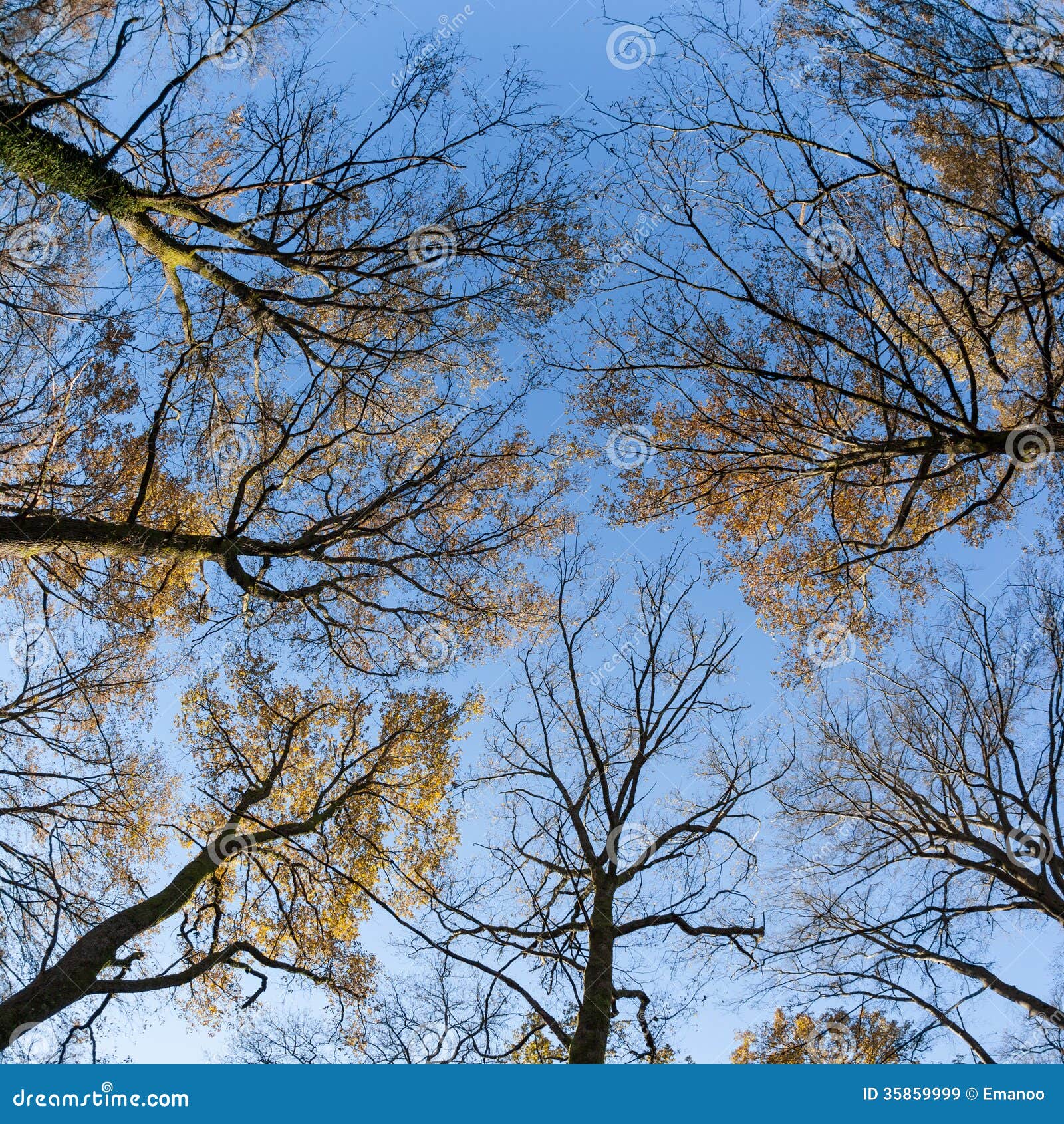 Trees in sky stock image. Image of plant, outdoors, lonely - 35859999